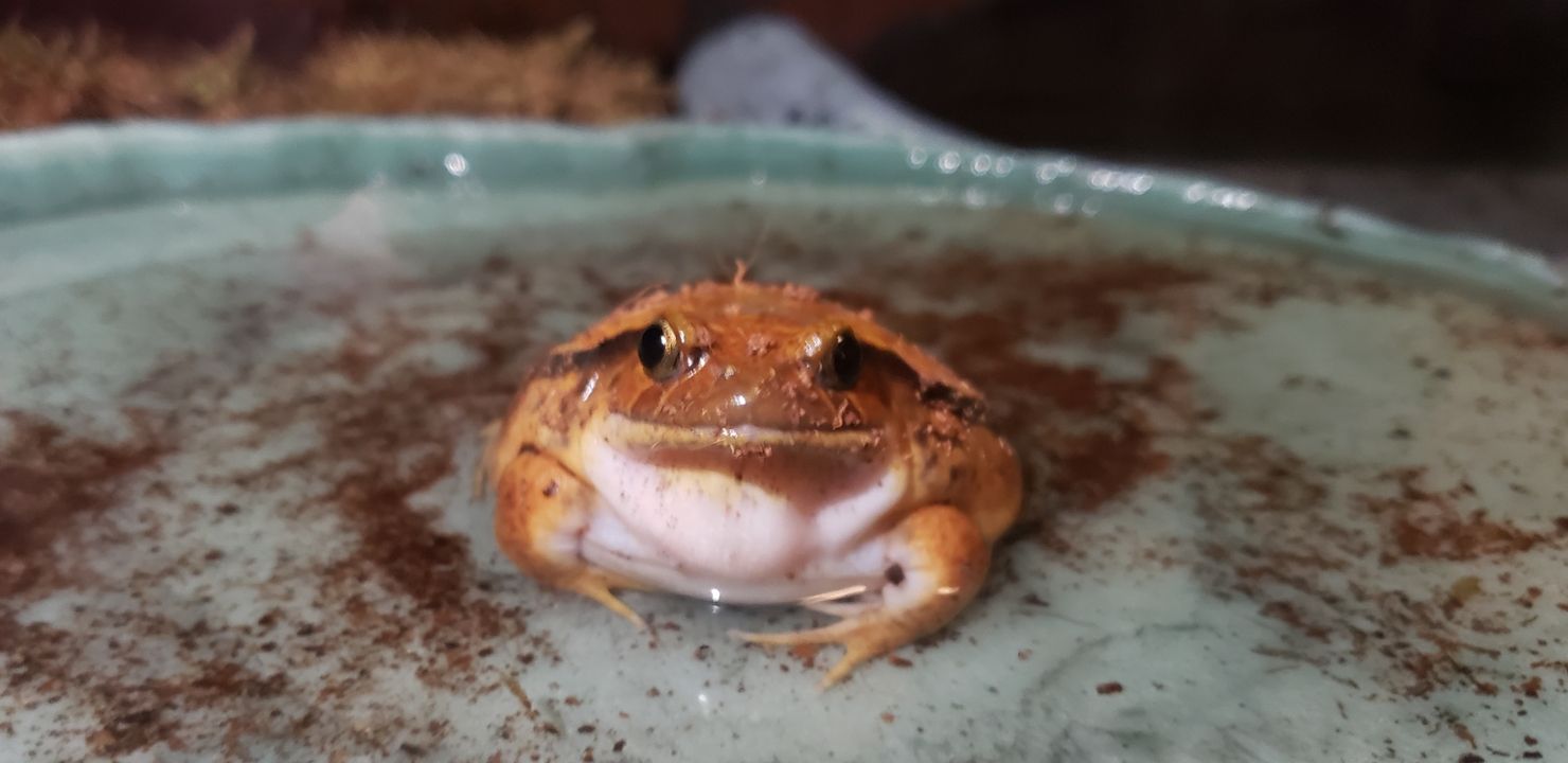 Front shot of Ravioli Flubber | Scrolller