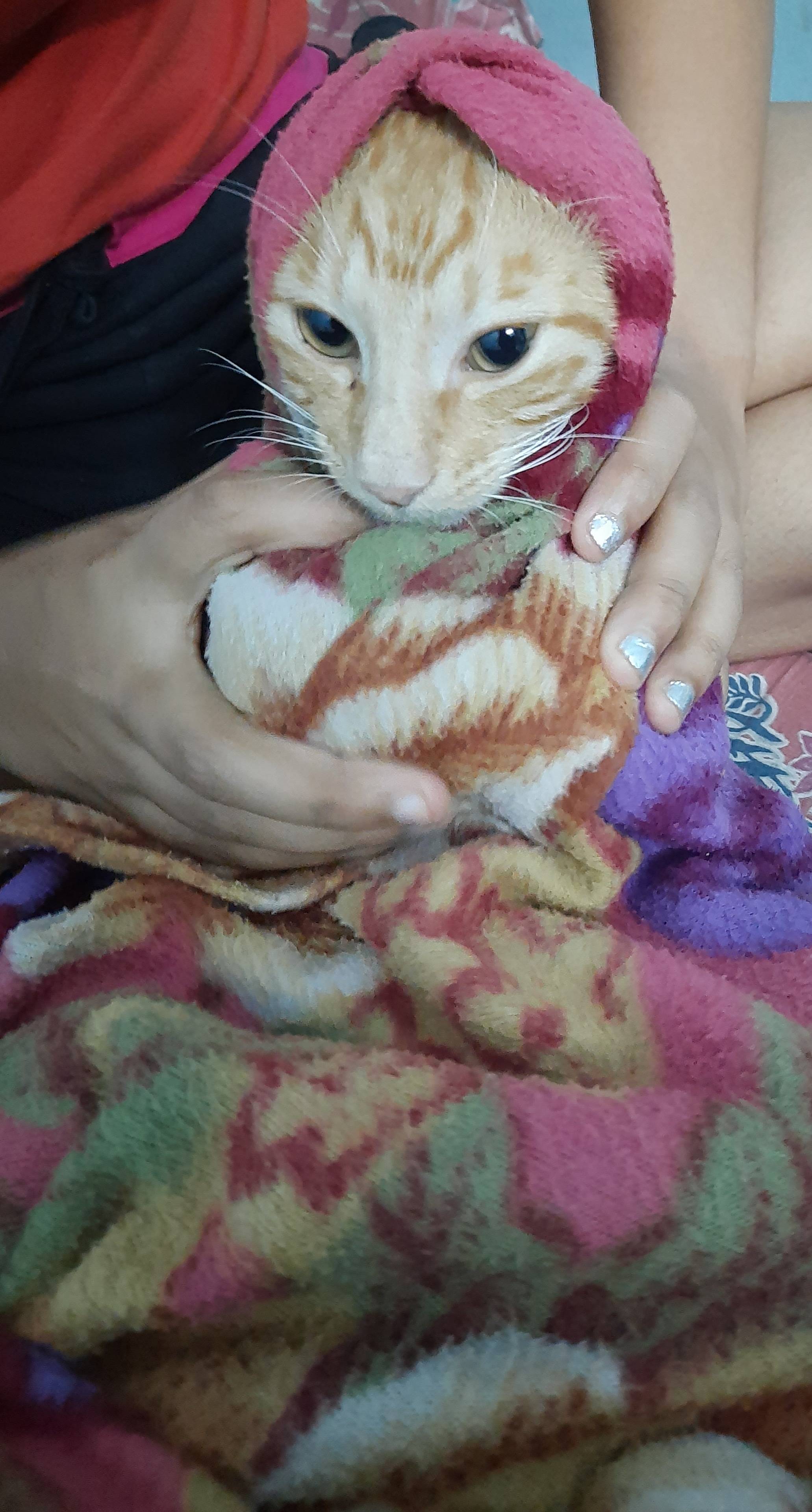 Fruity purrito | Scrolller