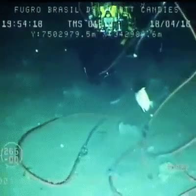 Fugro diver frighteningly attacked and impaled by swordfish | Scrolller