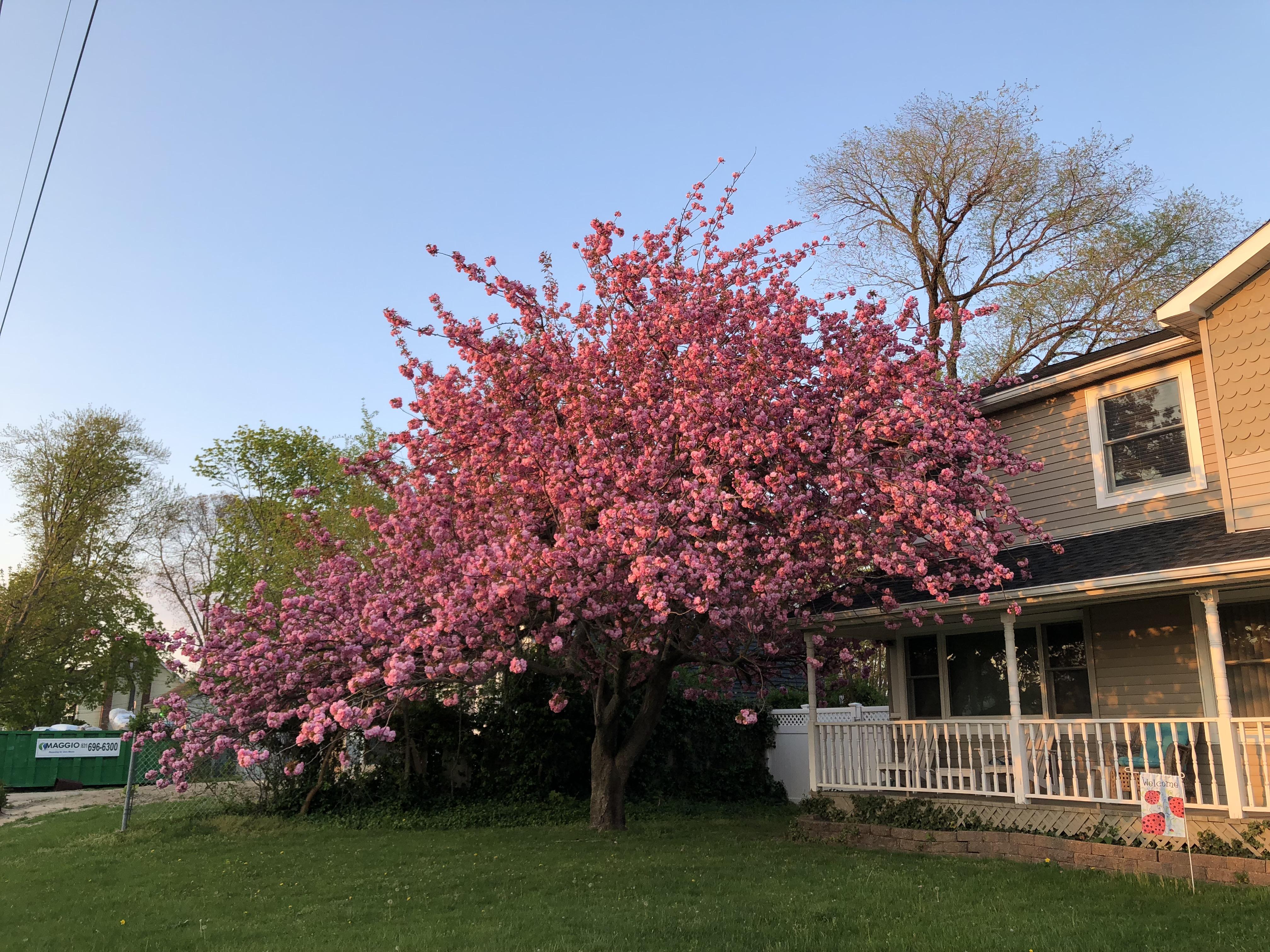 Full bloom | Scrolller