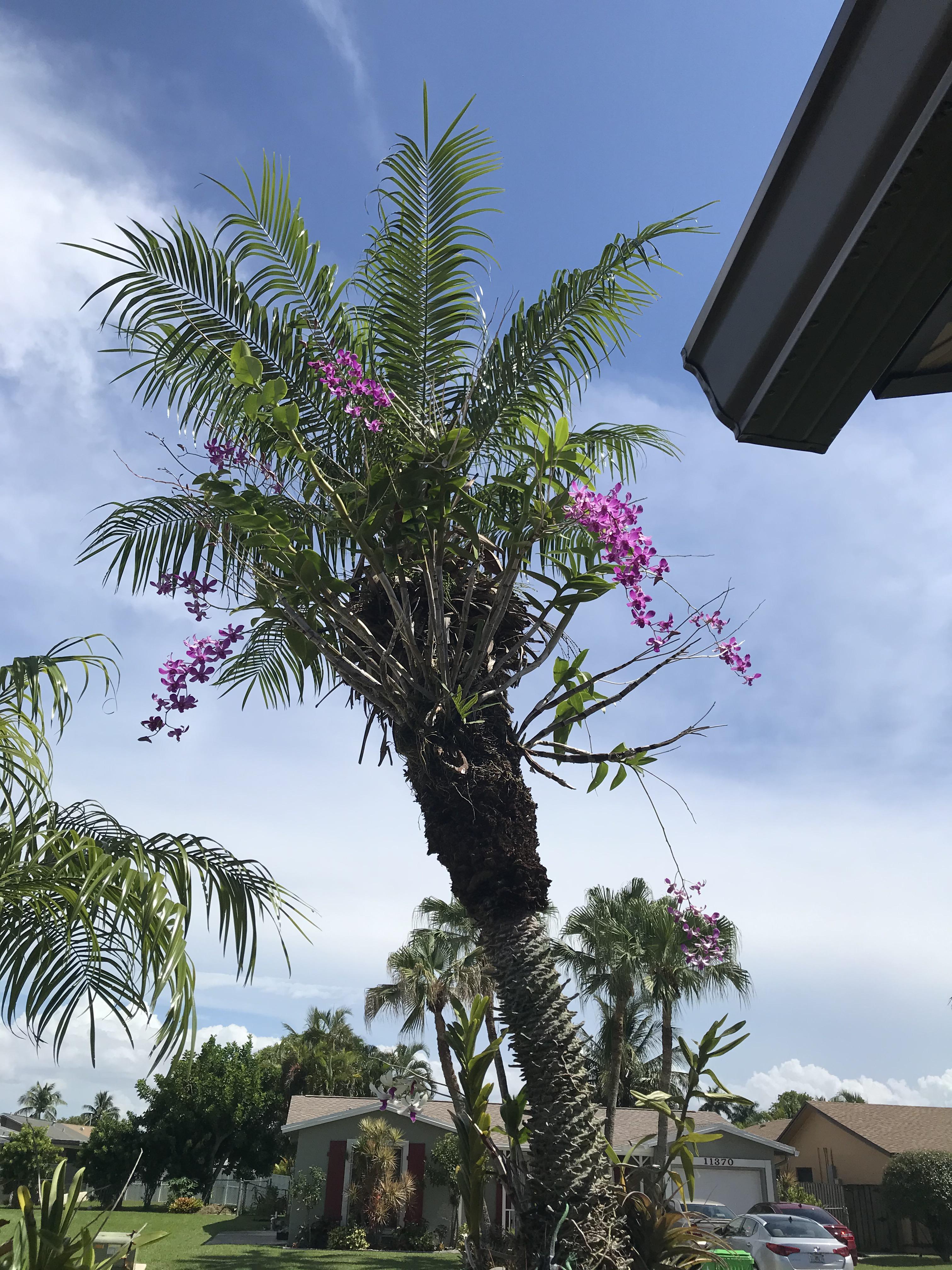 Full blooms on this massive Orchid | Scrolller