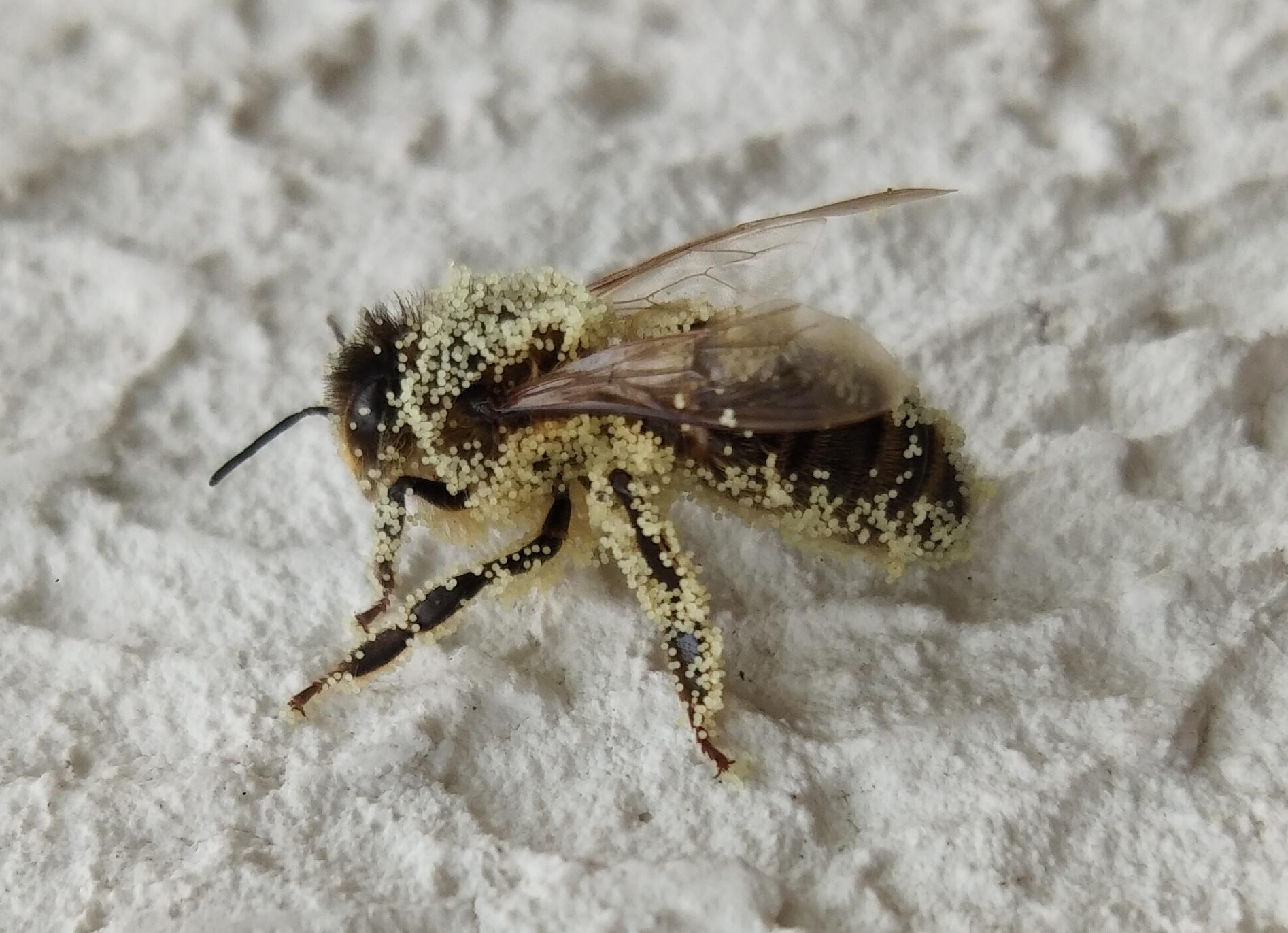 Full of pollen | Scrolller