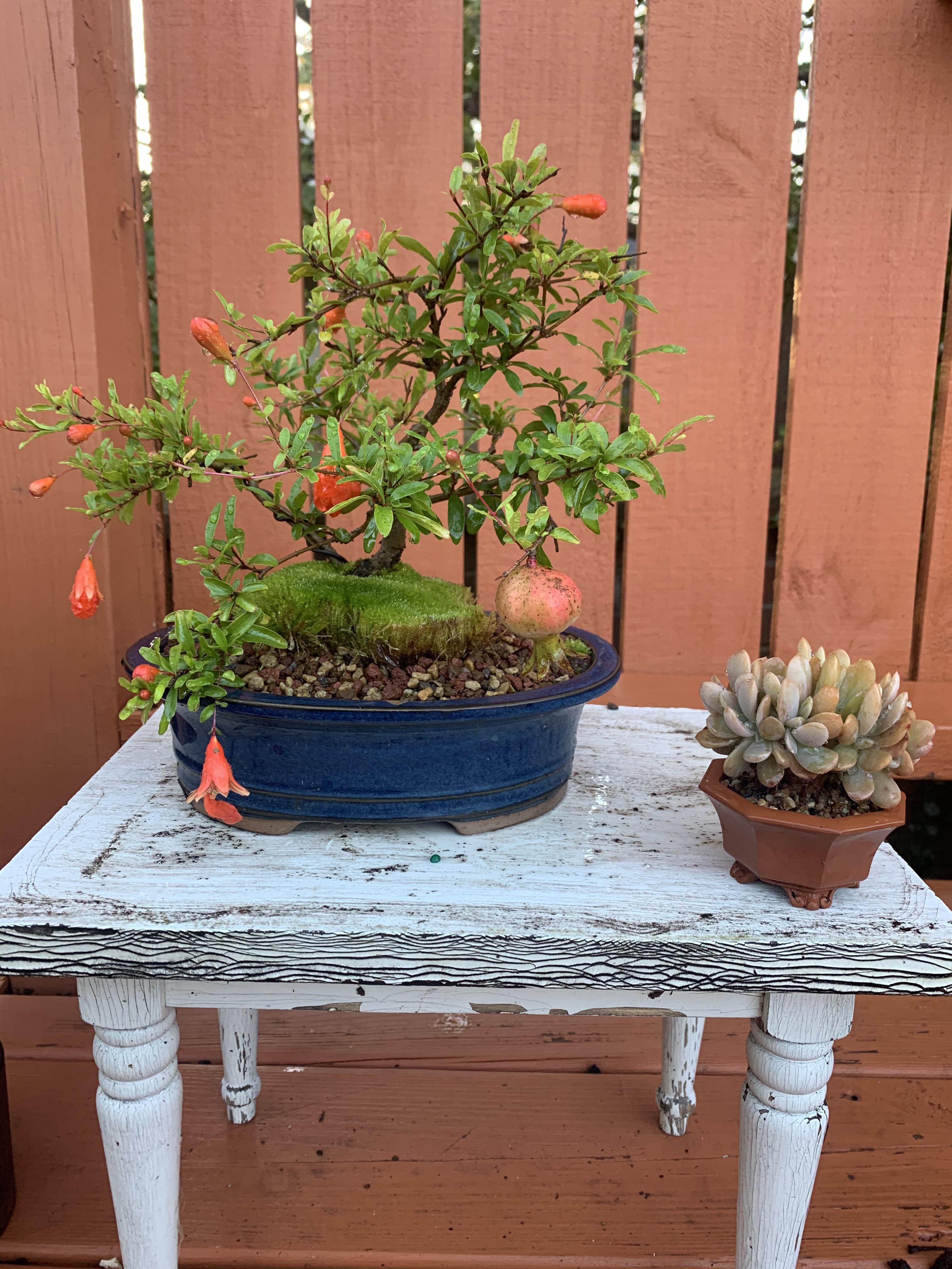 Fully bloomed.!! This one is for you Jerry. 😁 | Scrolller