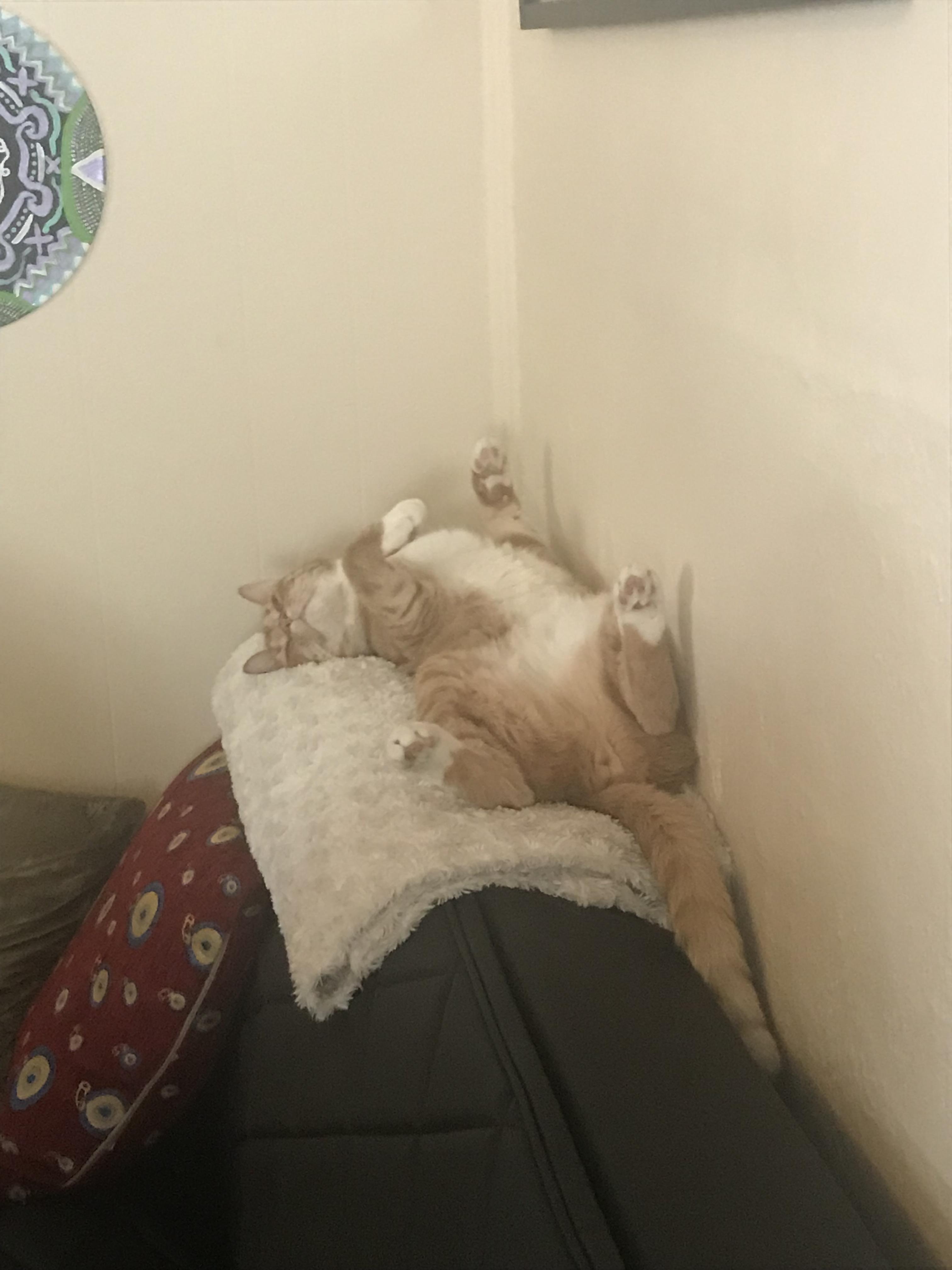 Fully relaxed gingerboy on his favorite blanket | Scrolller