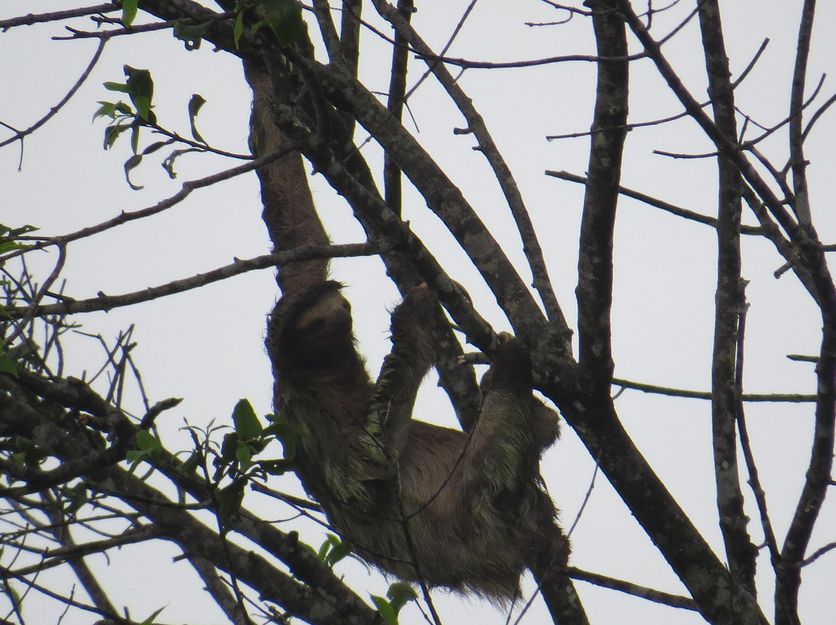 Fun game: is the sloth going up, or down? | Scrolller