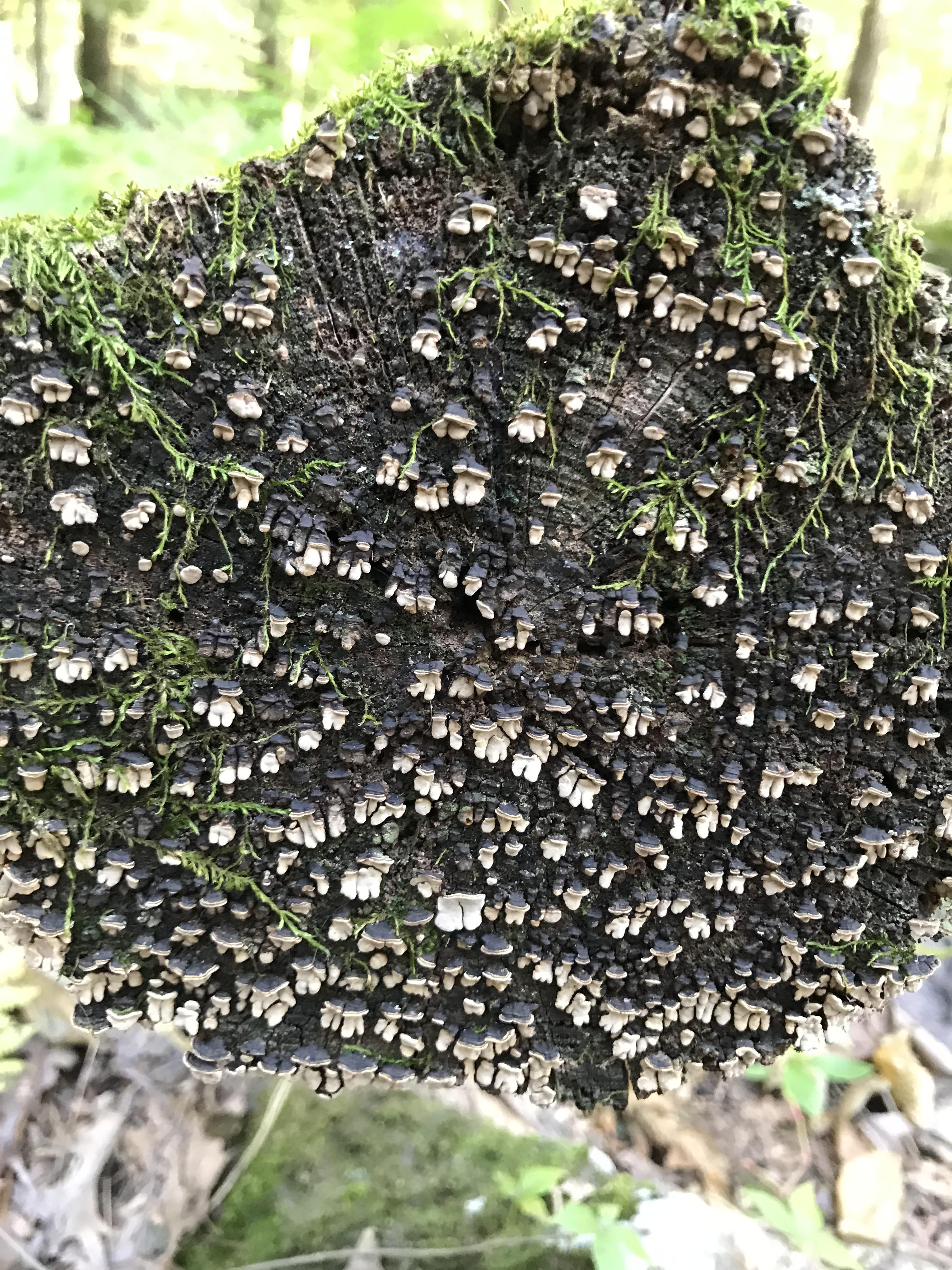 Fungi on a log with some moss. | Scrolller