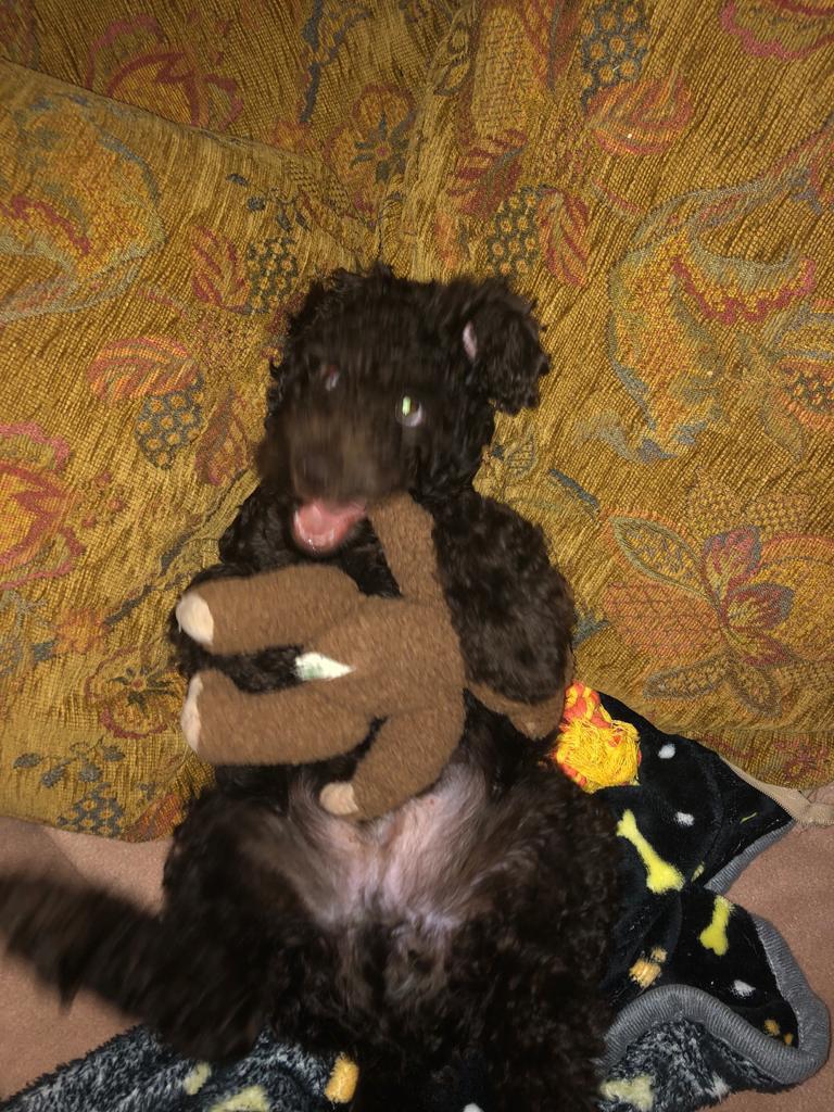 Funny looking dog. | Scrolller