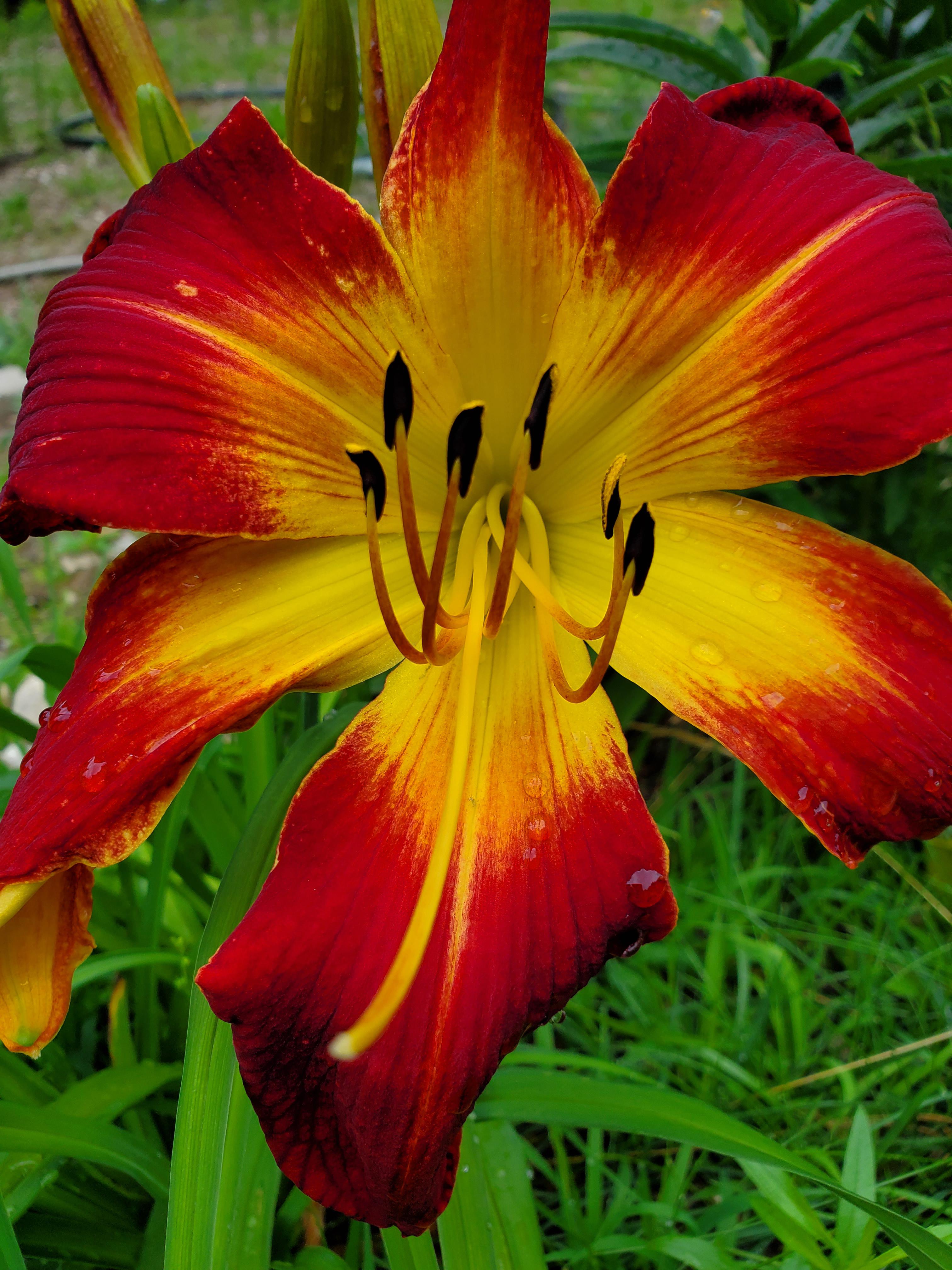 Funny Valentine day lily. Zone 6 | Scrolller