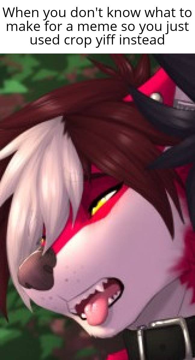 Furry_irl | Scrolller