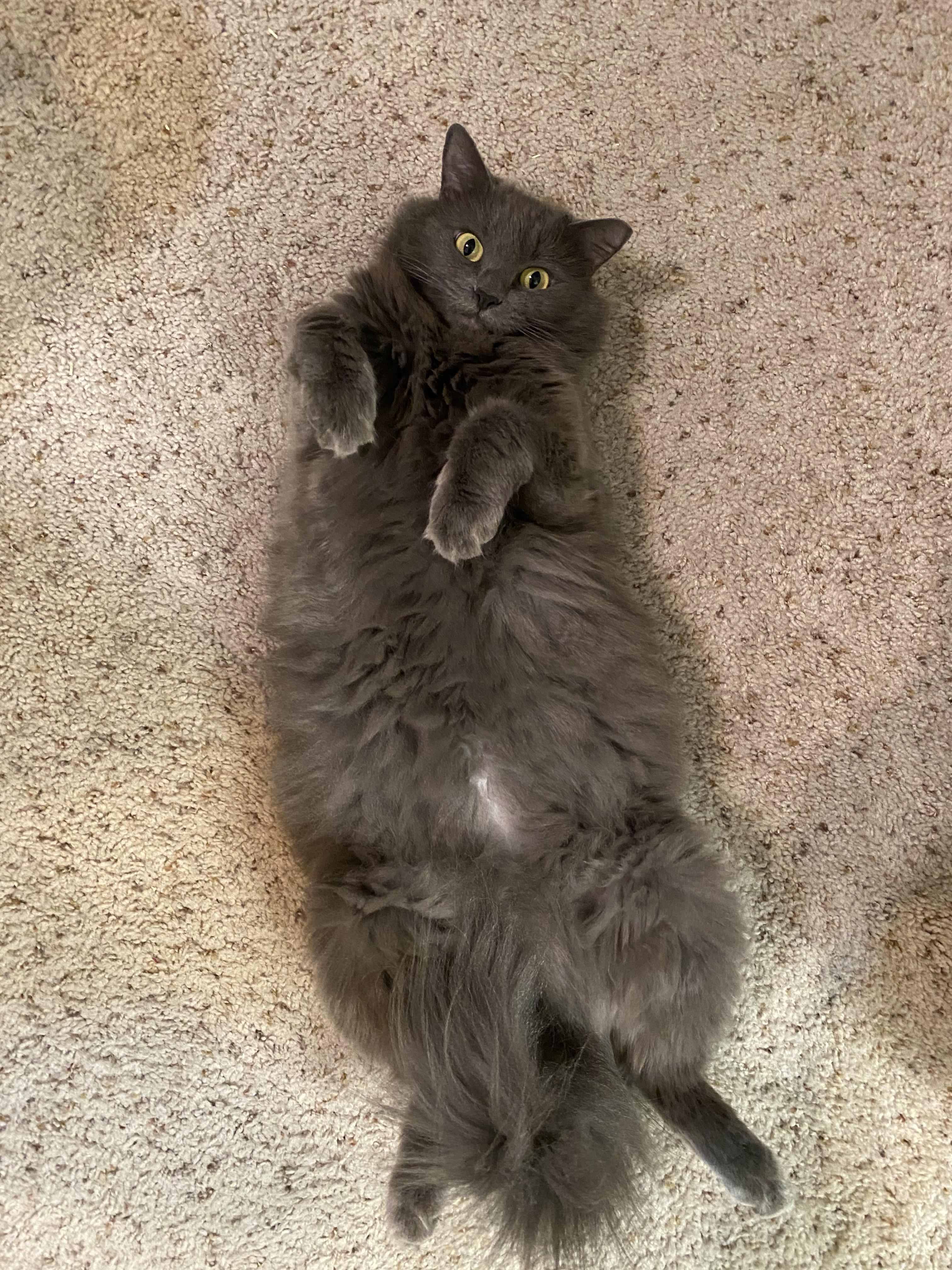 Fuzzy tummy | Scrolller