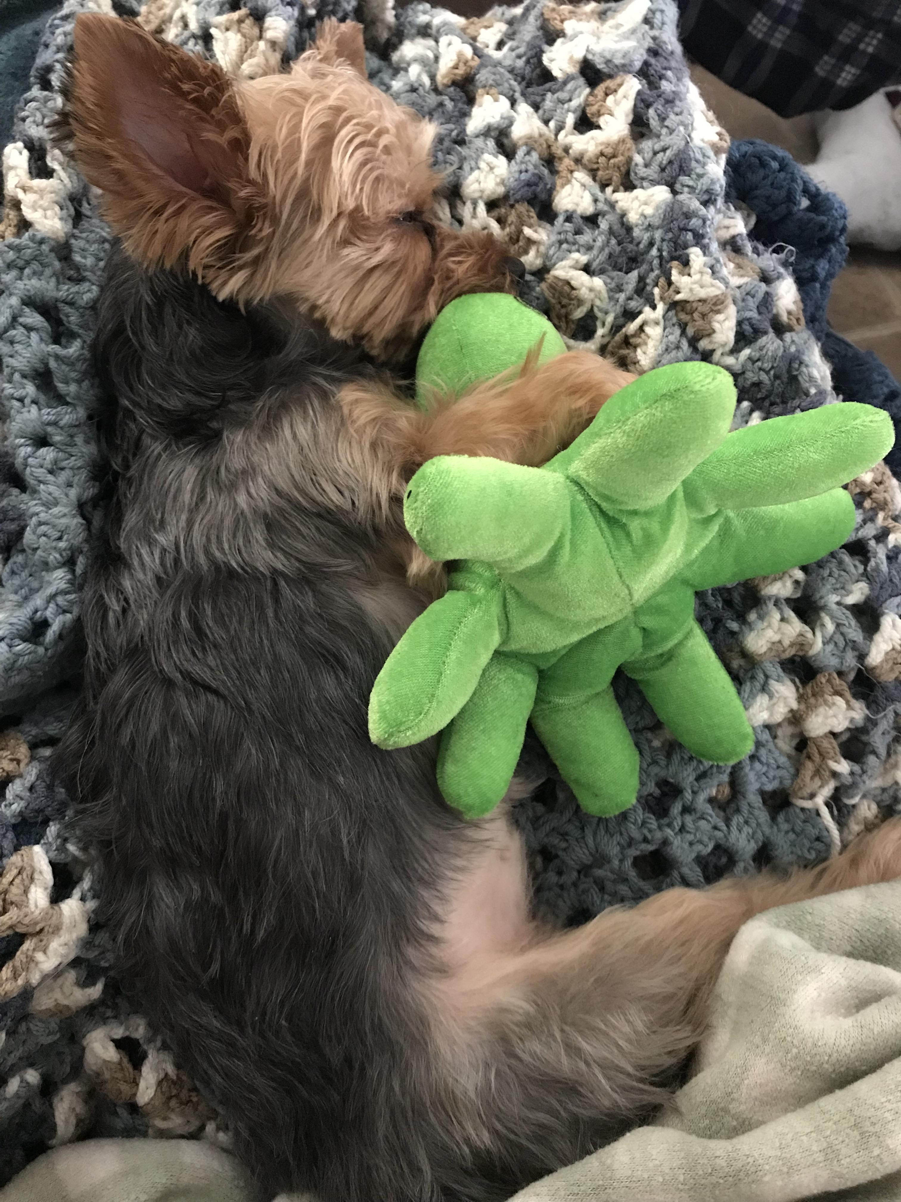 Gabby loves her new snuggle buddy! | Scrolller