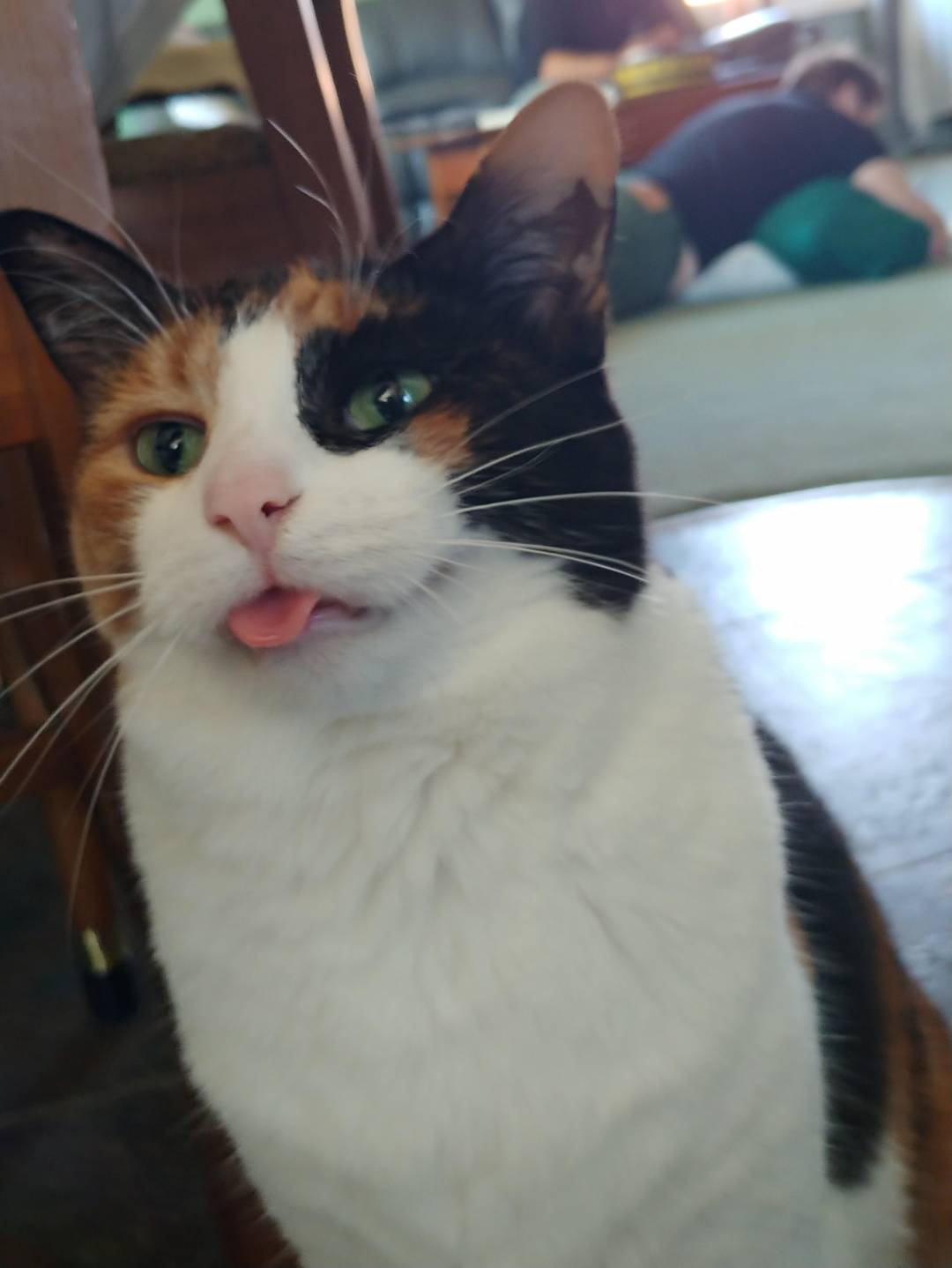 Galileo bleps when she hasnt seen me in a while | Scrolller