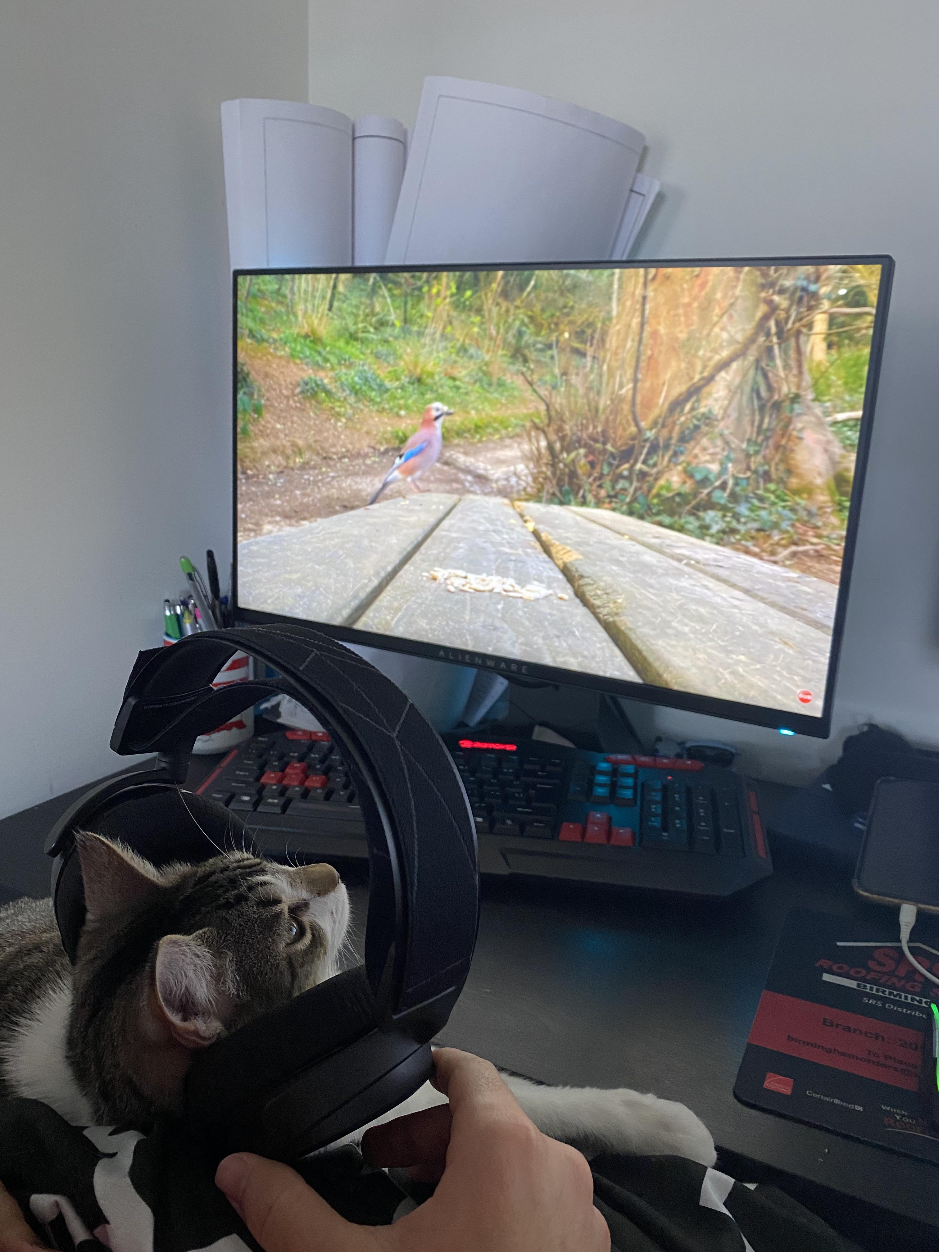 Gamer cat’s headphones are a bit too big | Scrolller