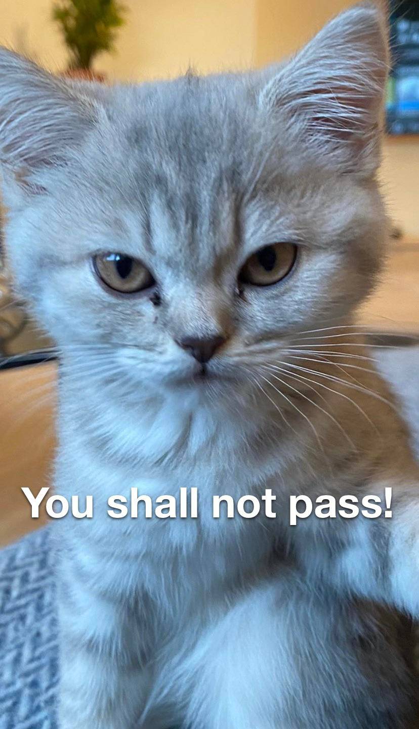 Gandalf’s pet | Scrolller