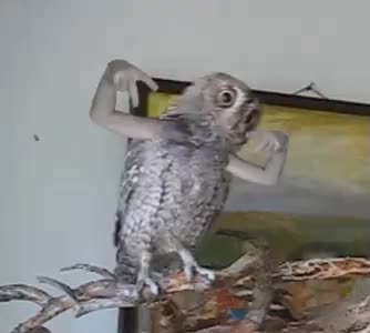 Gangsta Owl | Scrolller