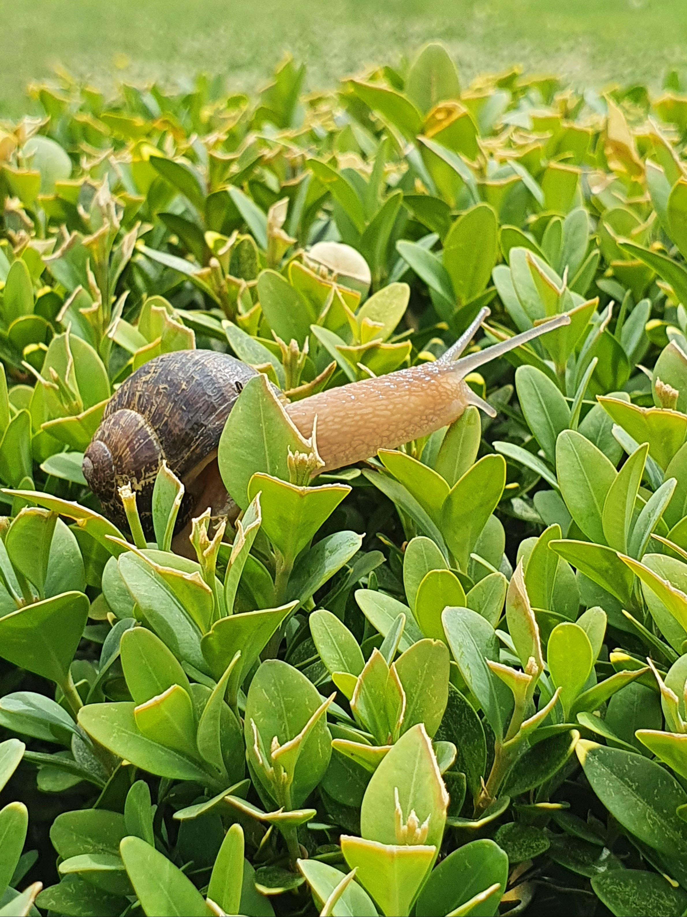 Garden snail out and about on a nice day | Scrolller
