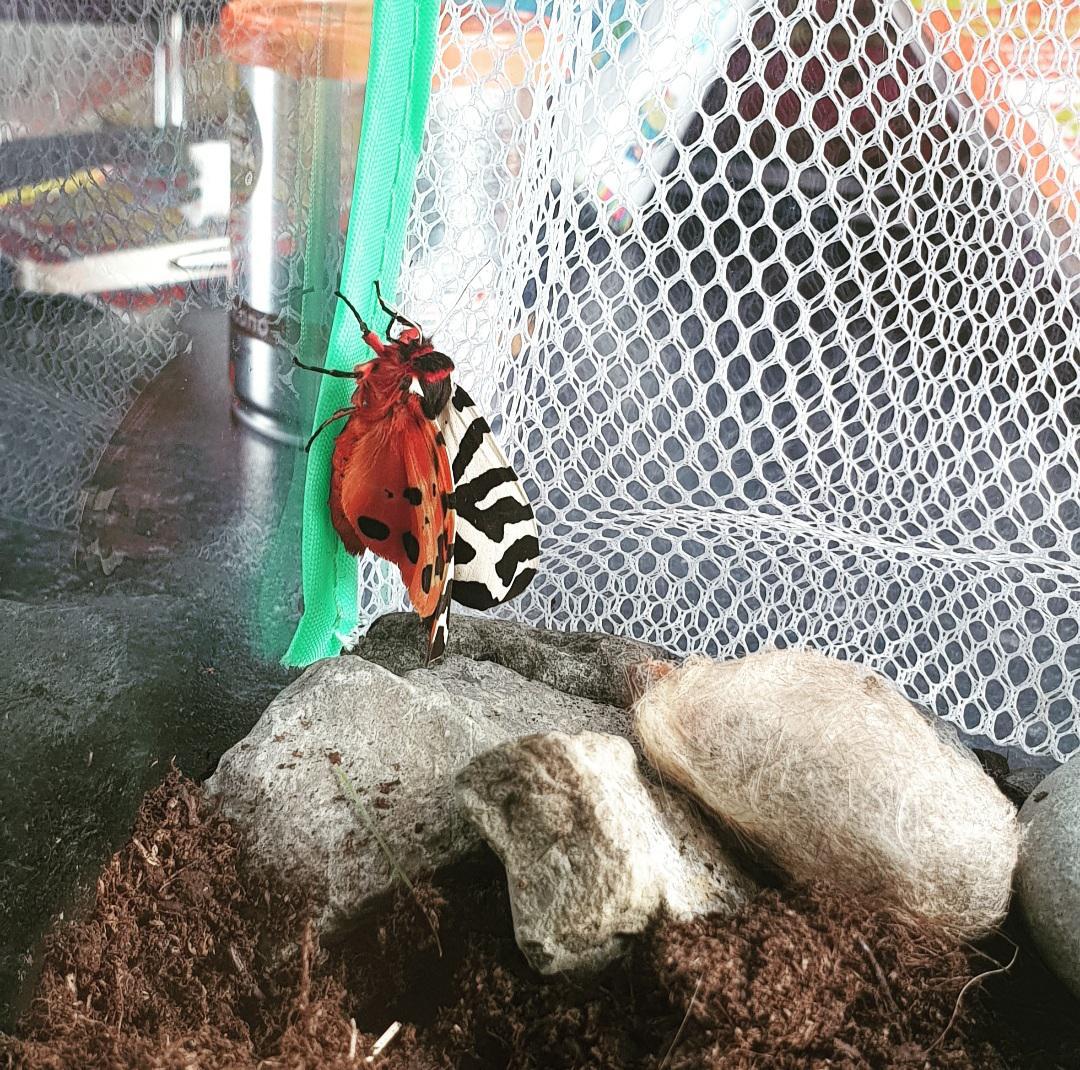 Garden Tiger Moth caterpillar update, metamorphosis complete! | Scrolller