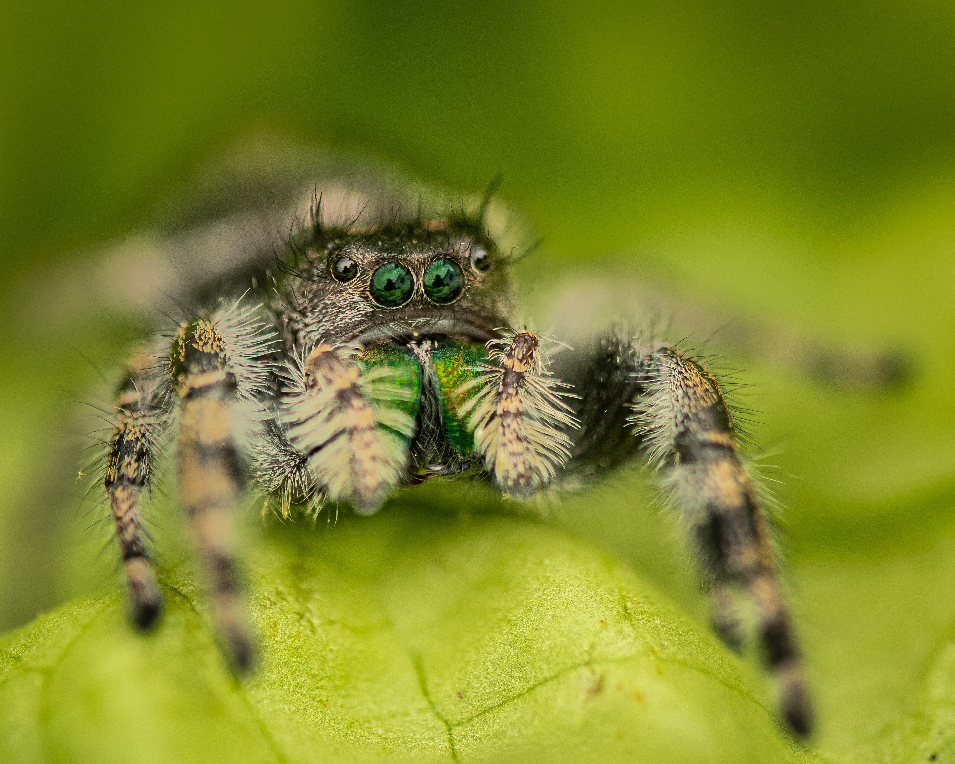 Garden Warrior, Slug Destroyer, Protector of the Bok Choy, Guardian over Tatsoi - Nikon D500 ...