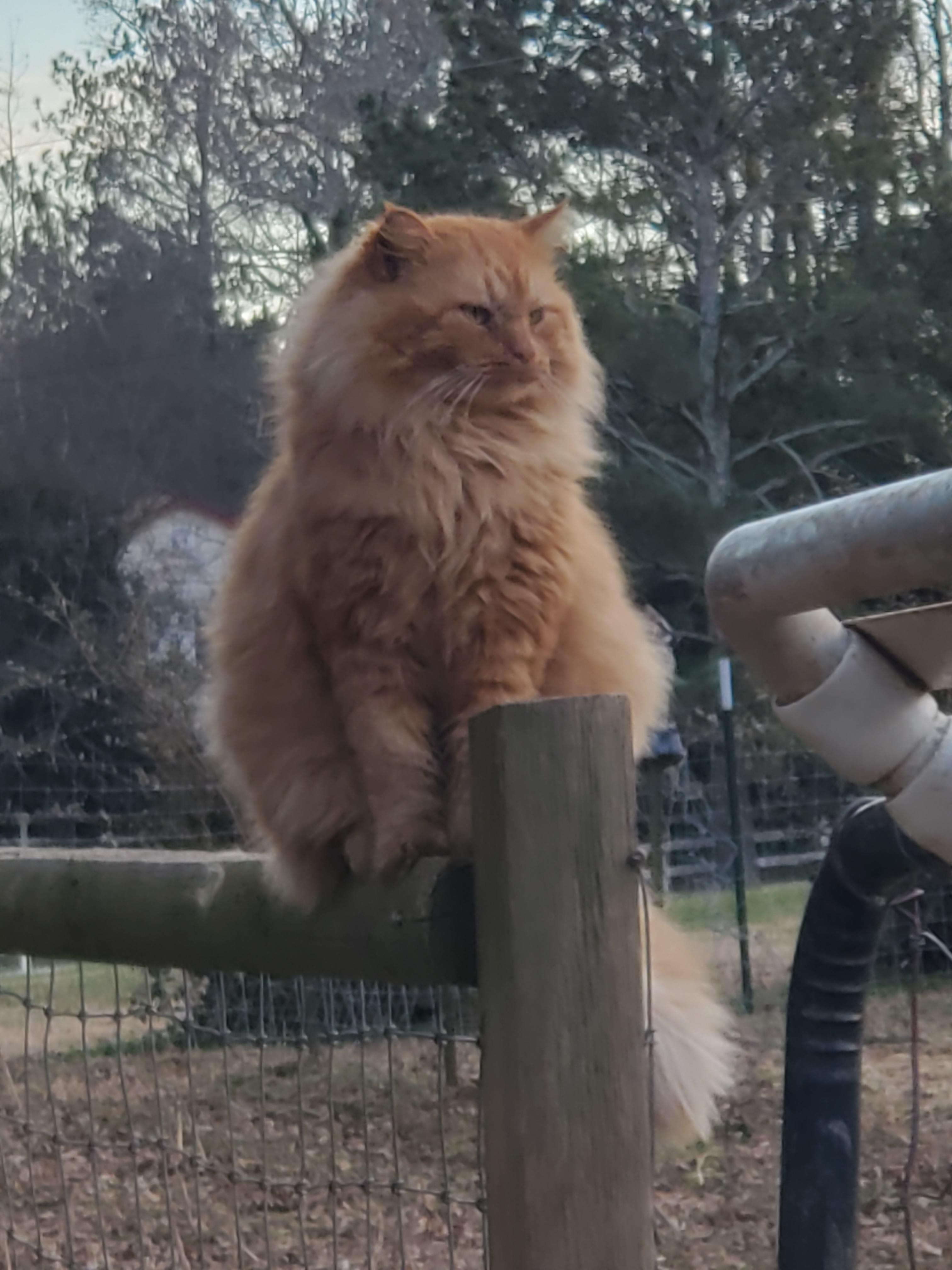 Garfield is majestic | Scrolller