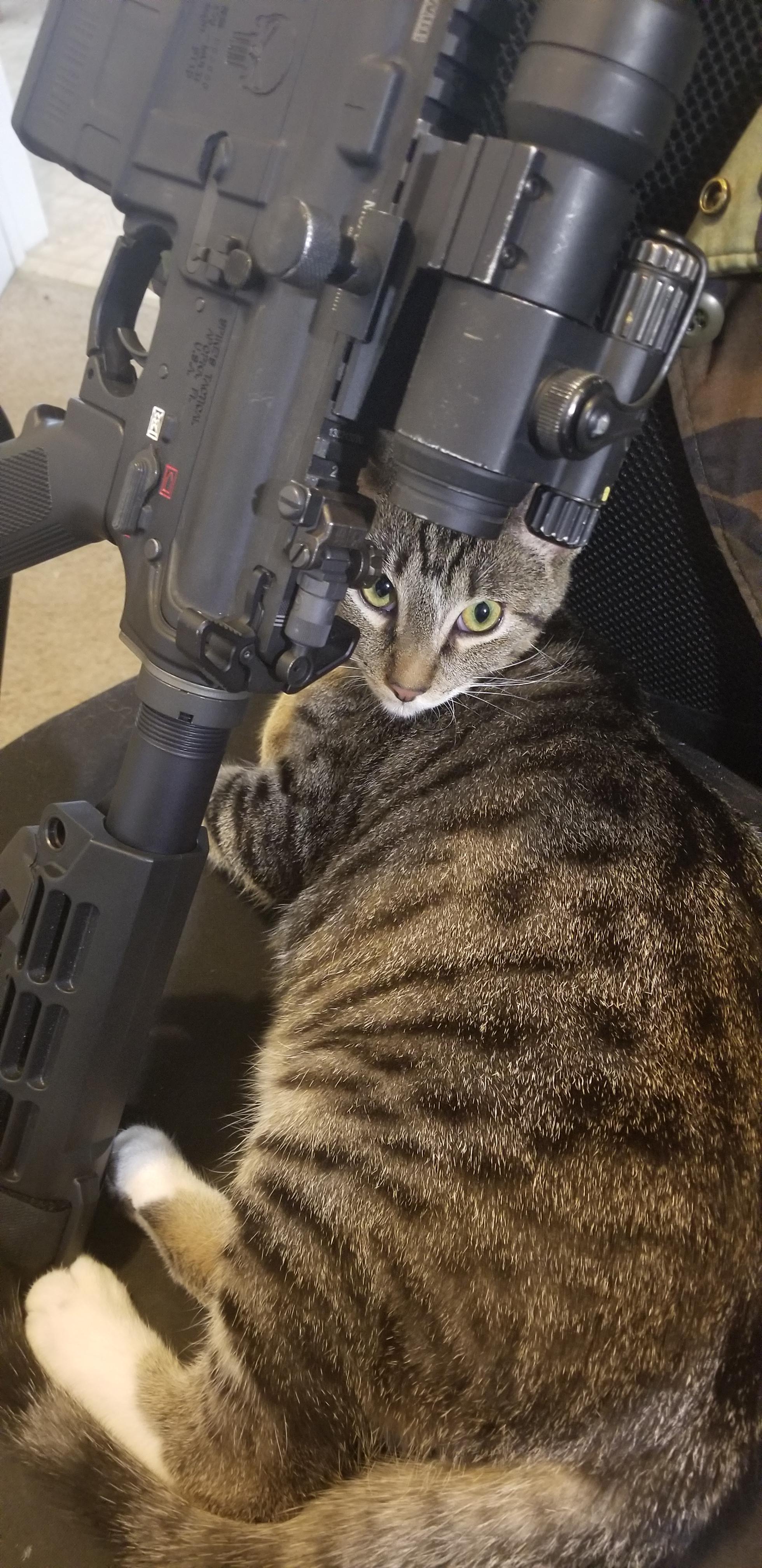 Gat goes on chair, cat goes on chair. Thems the rules. | Scrolller