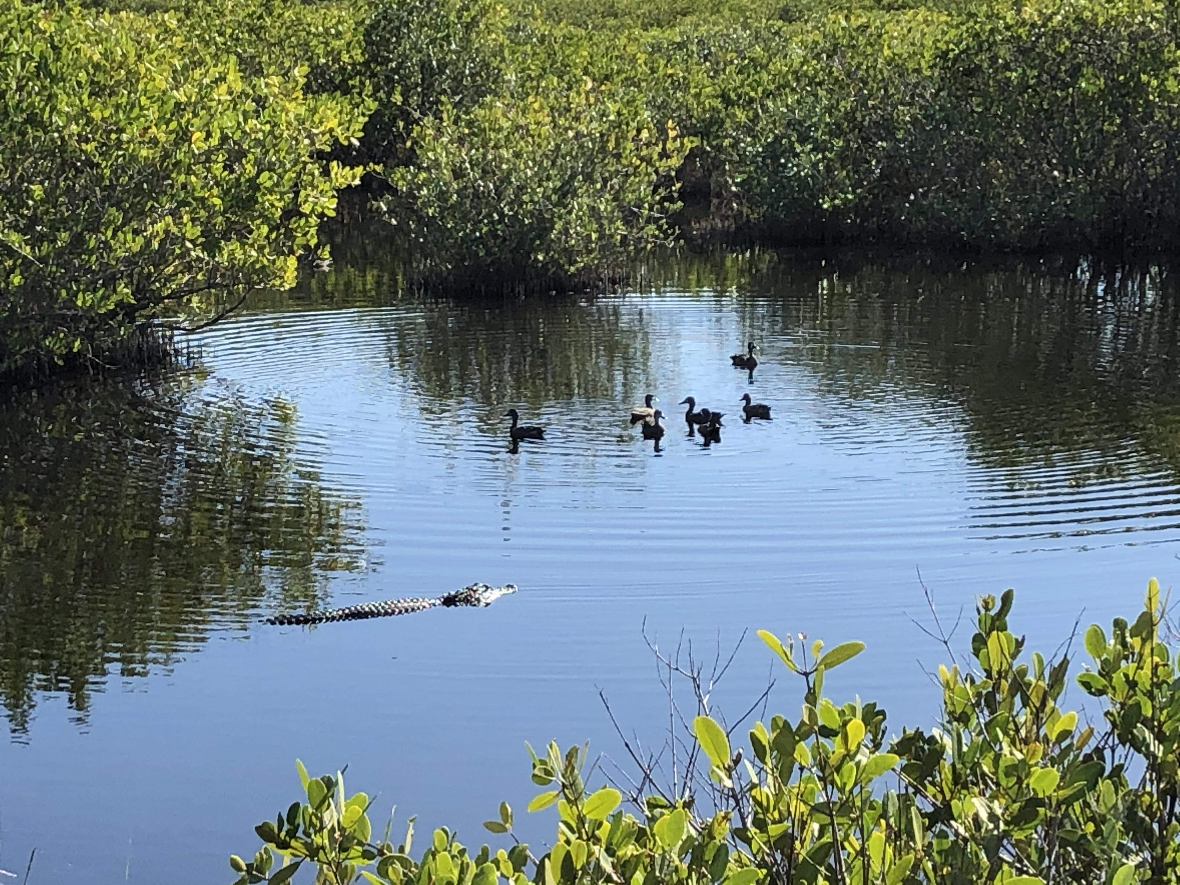 Gator and some ducks @ Black Point Nature Trail. | Scrolller