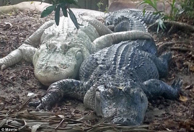 Gator Buddies | Scrolller