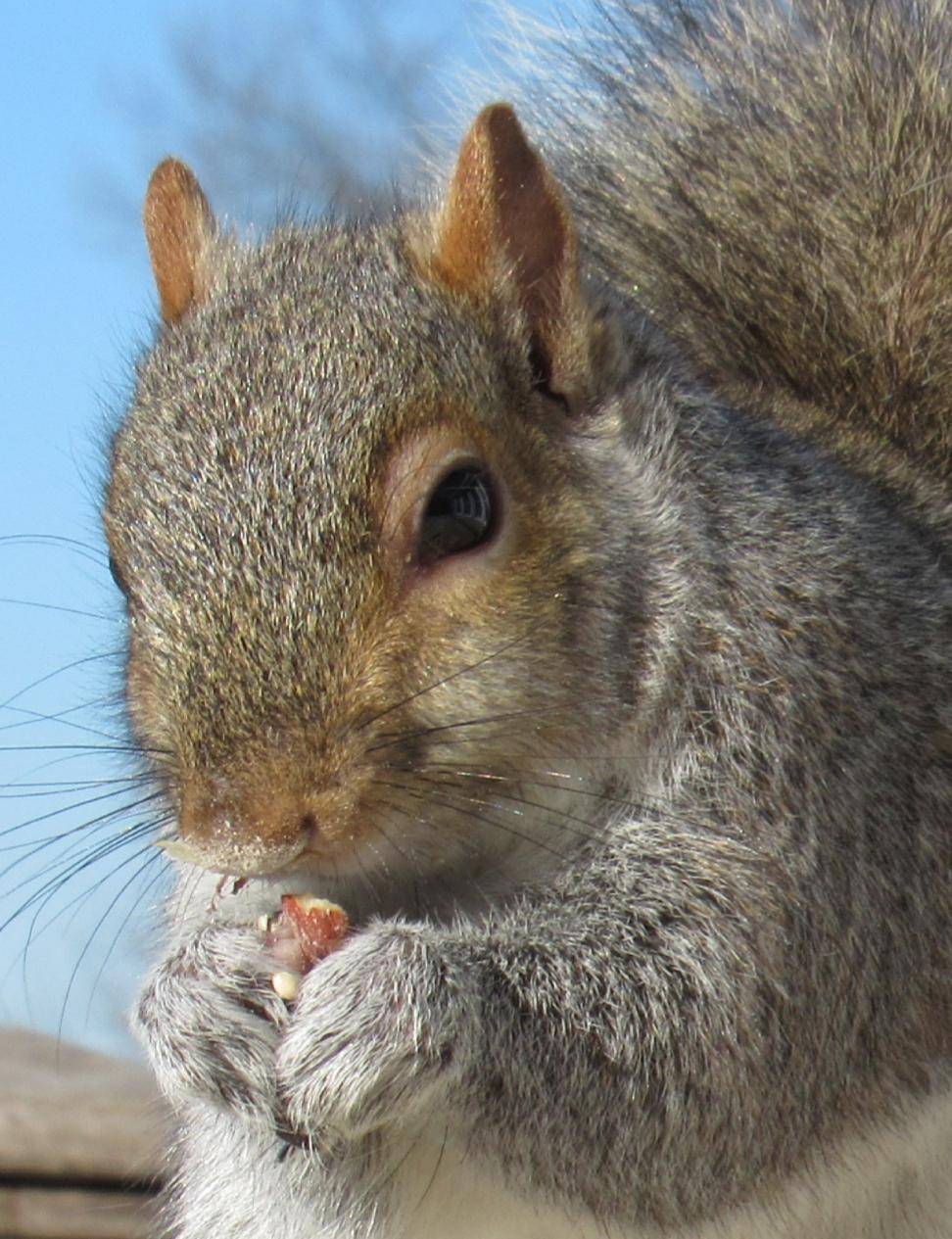 General Scratchington | Scrolller