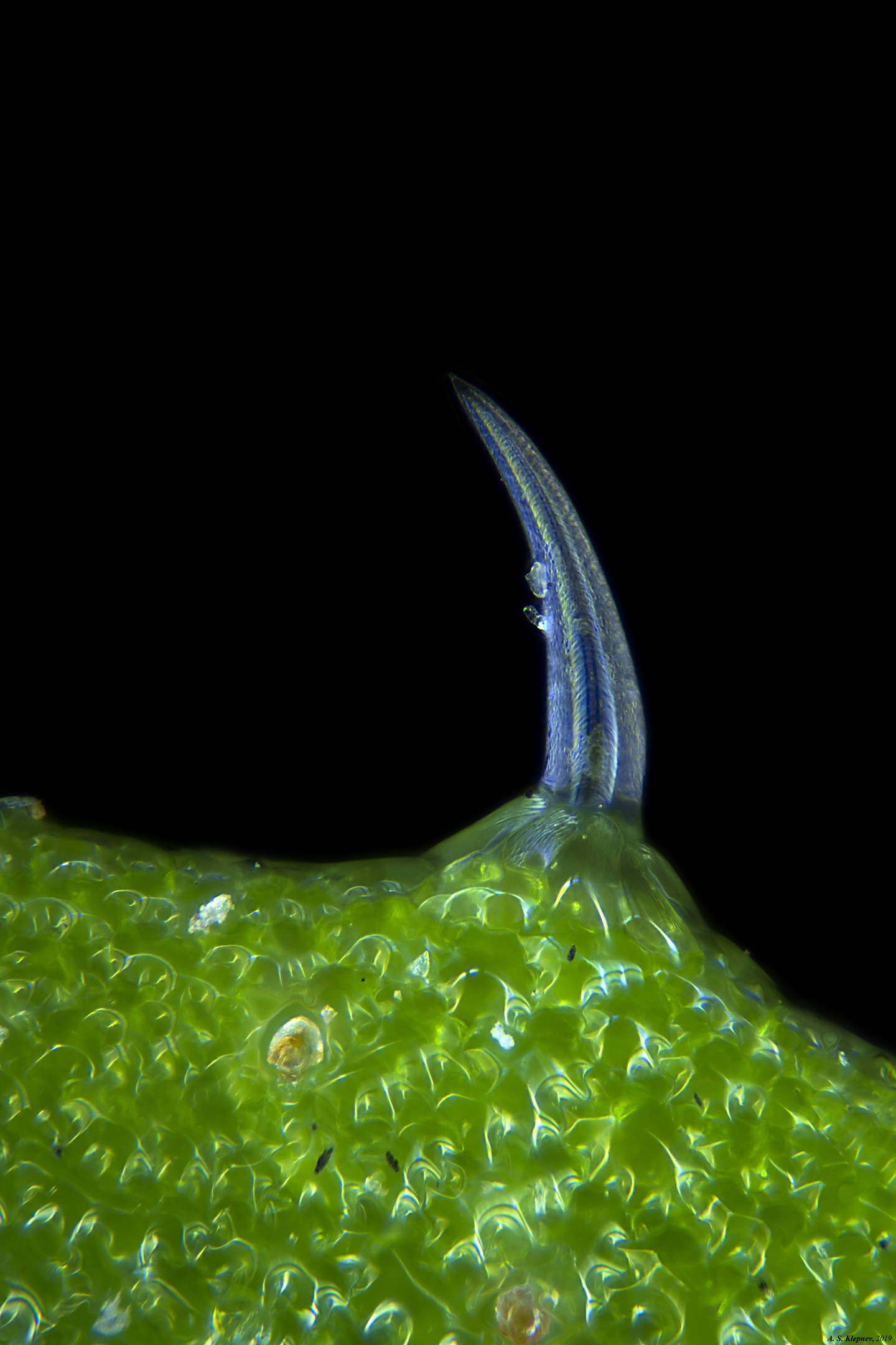 Geranium leaf trichome | Scrolller