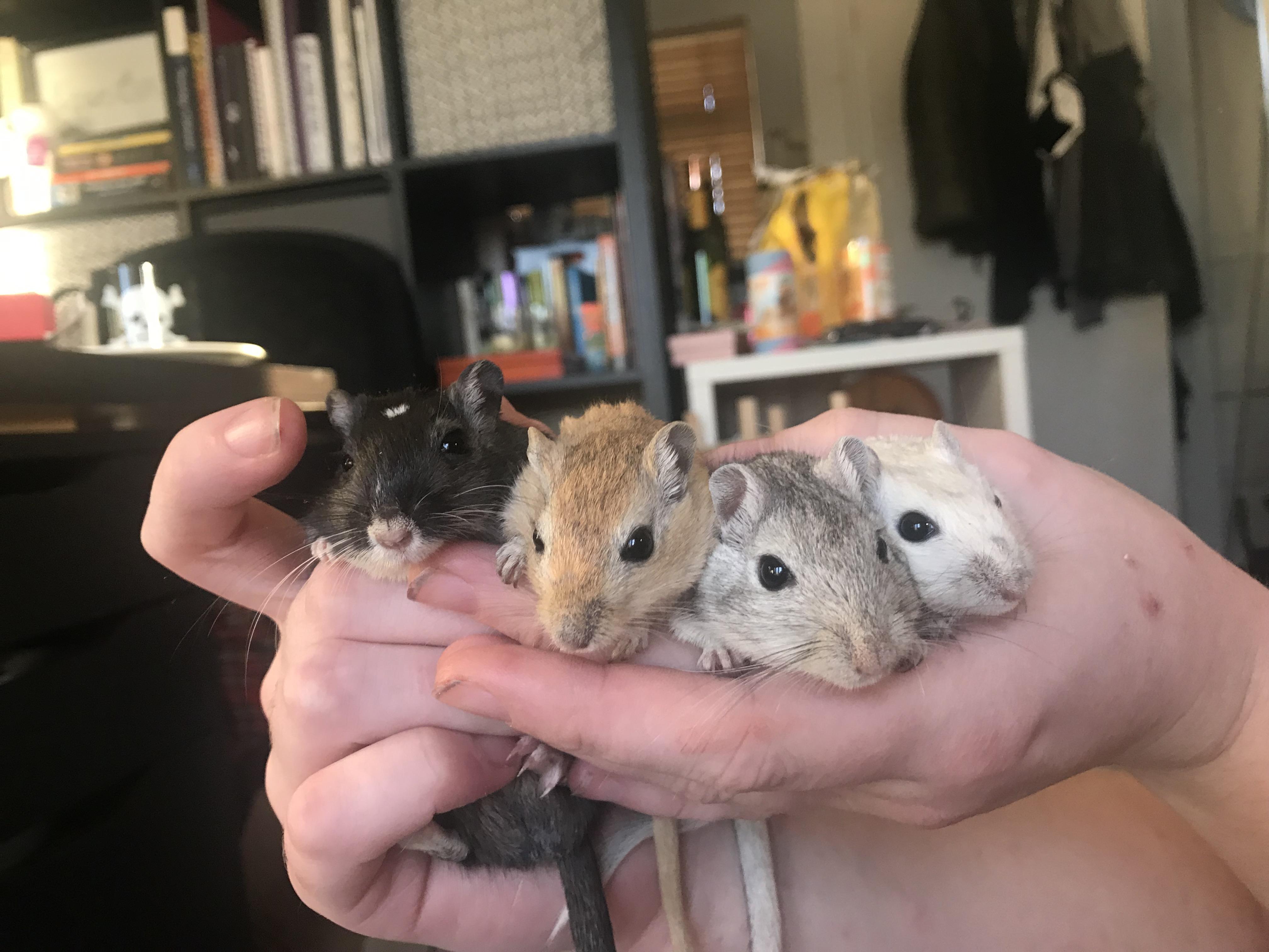 Gerbil gradient | Scrolller