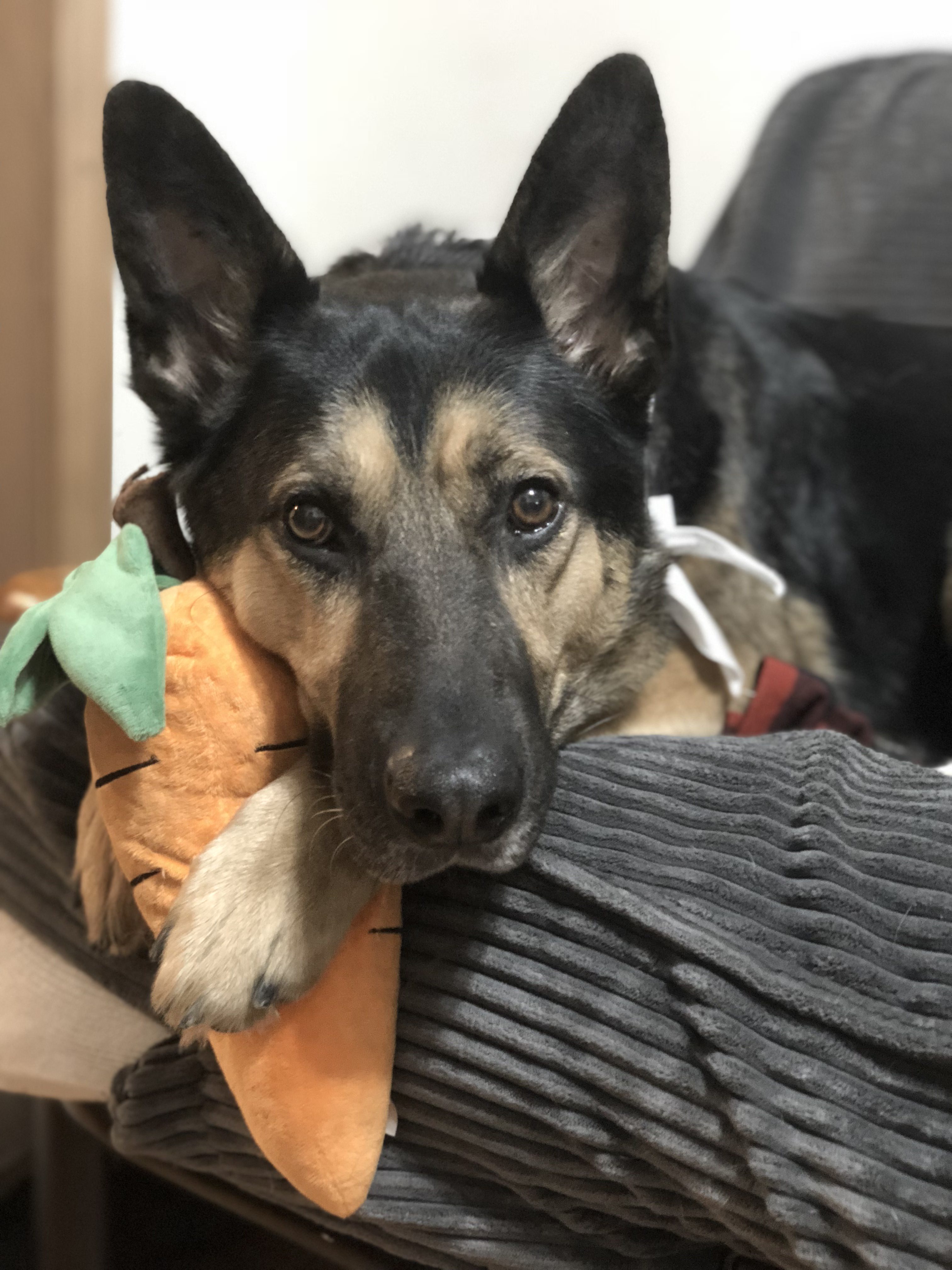 German Shepherd Dog Fafnir Cuddles His Carrot | Scrolller