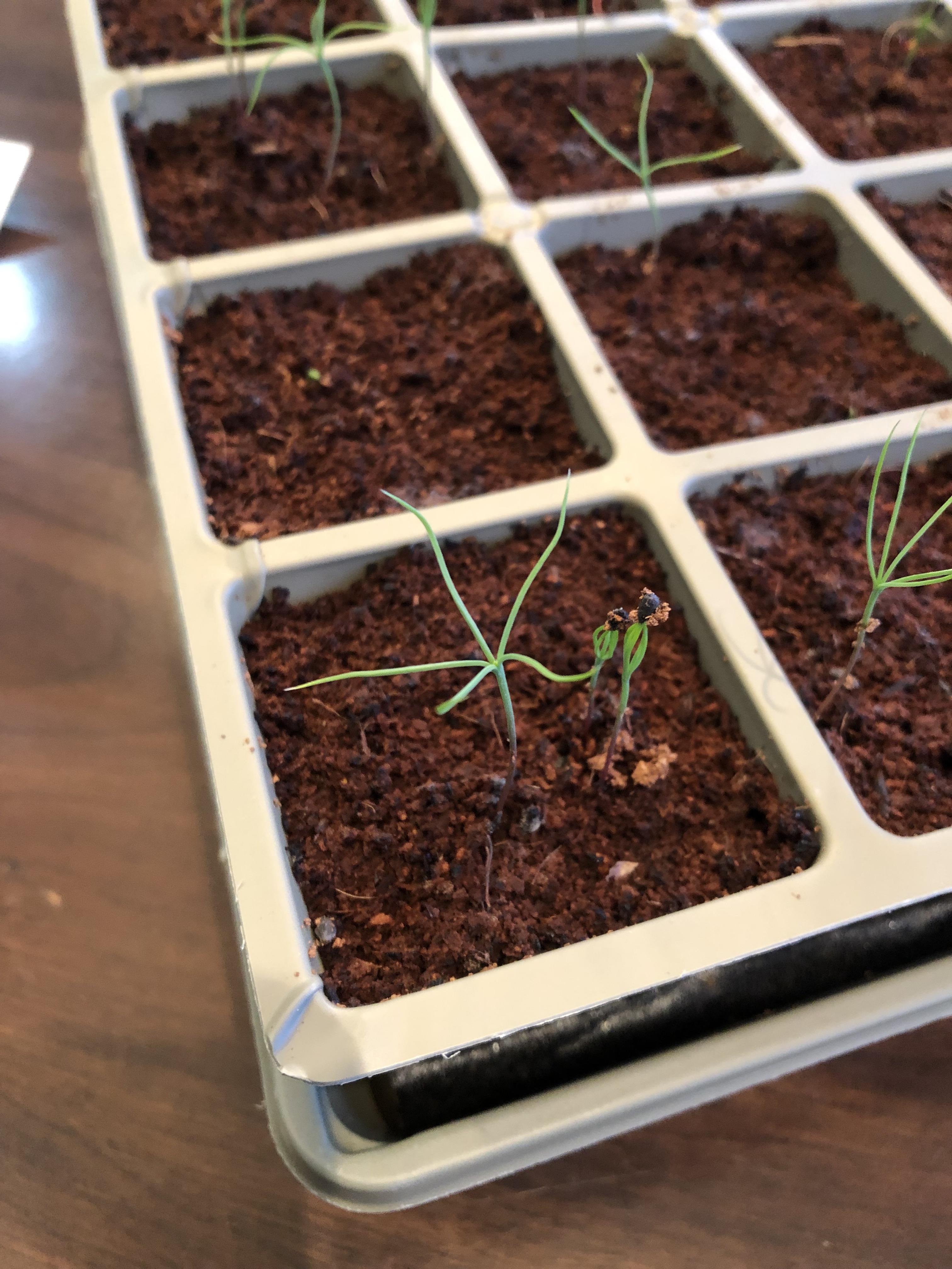 Germinating Jack Pines from local seed. | Scrolller