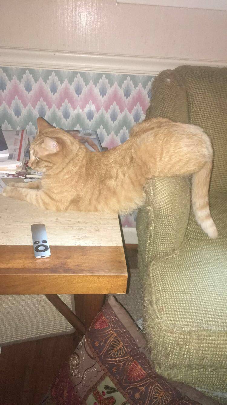 Getting comfy | Scrolller