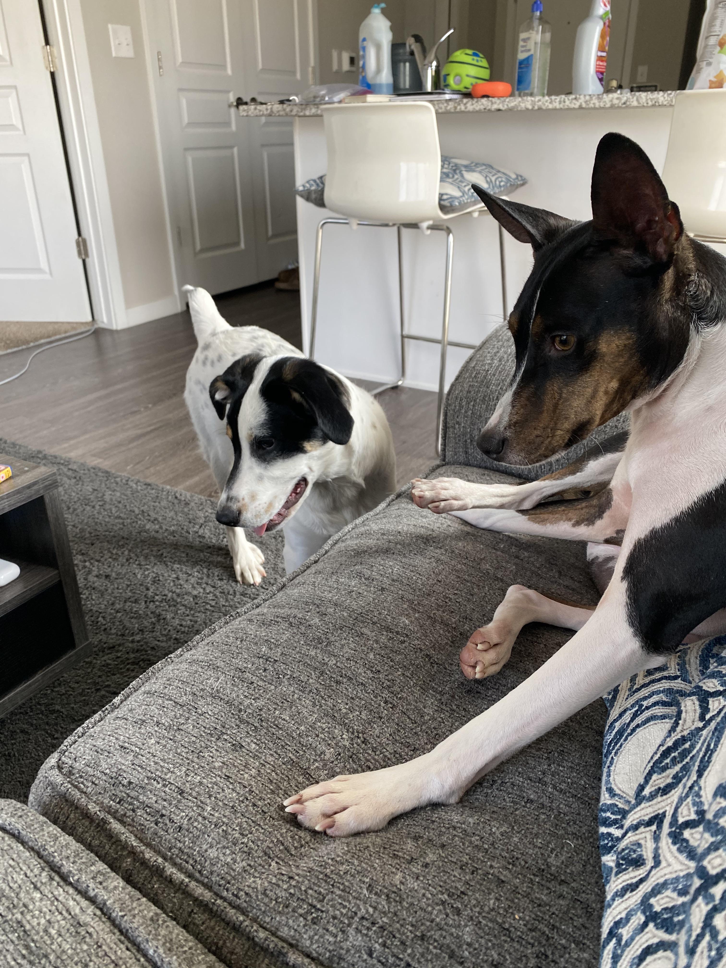 Ghost and his best friend | Scrolller