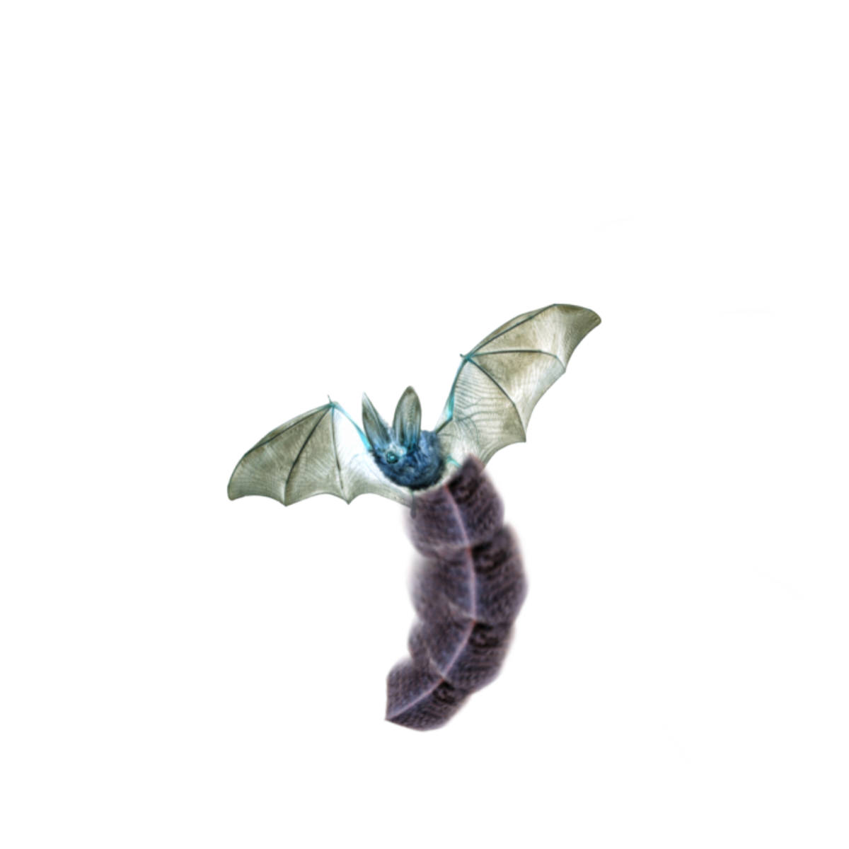 Ghost bat | Scrolller