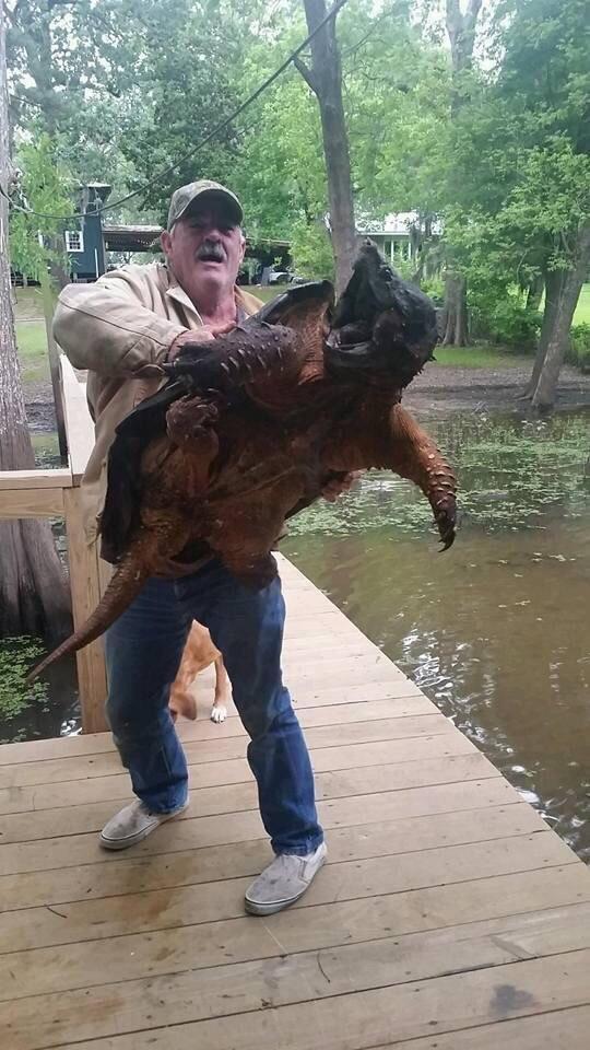 Giant alligator snapping turtle | Scrolller