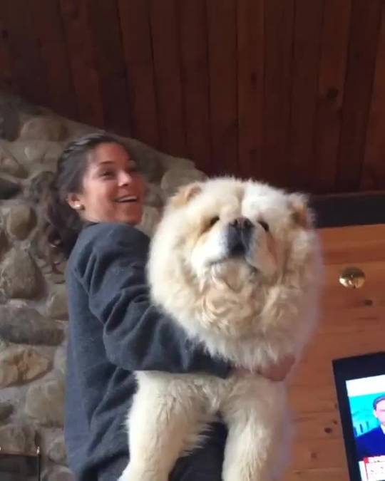 Giant bear dog loves to be held | Scrolller