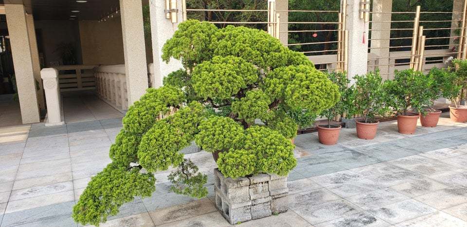 Giant Bonsai's in Taiwan | Scrolller