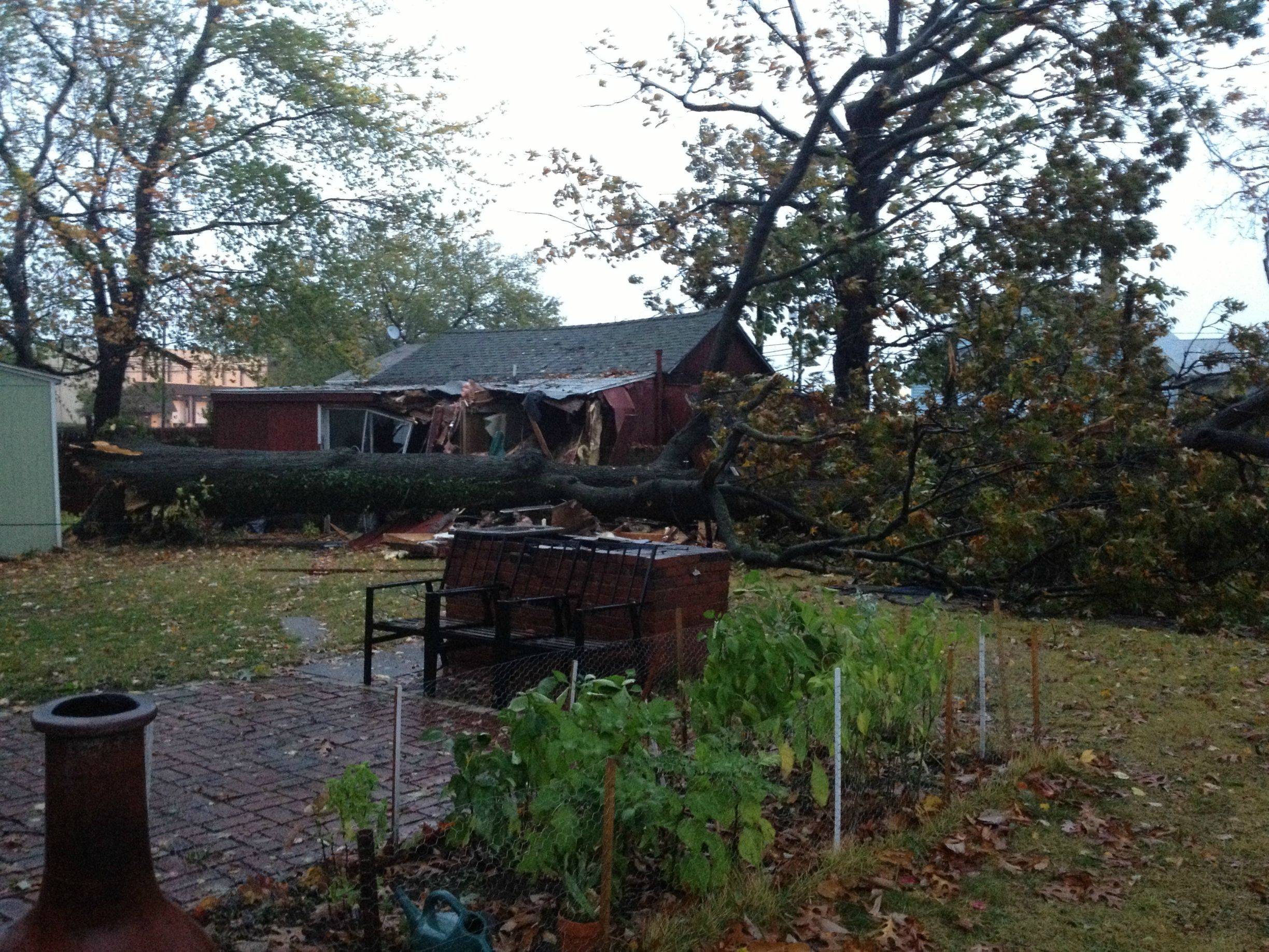 Giant maple tree fell in my backyard. | Scrolller