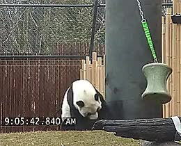 Giant Panda Da Mao plays with his toy at the Toronto Zoo | Scrolller