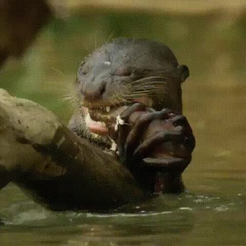 Giant river otter eating | Scrolller