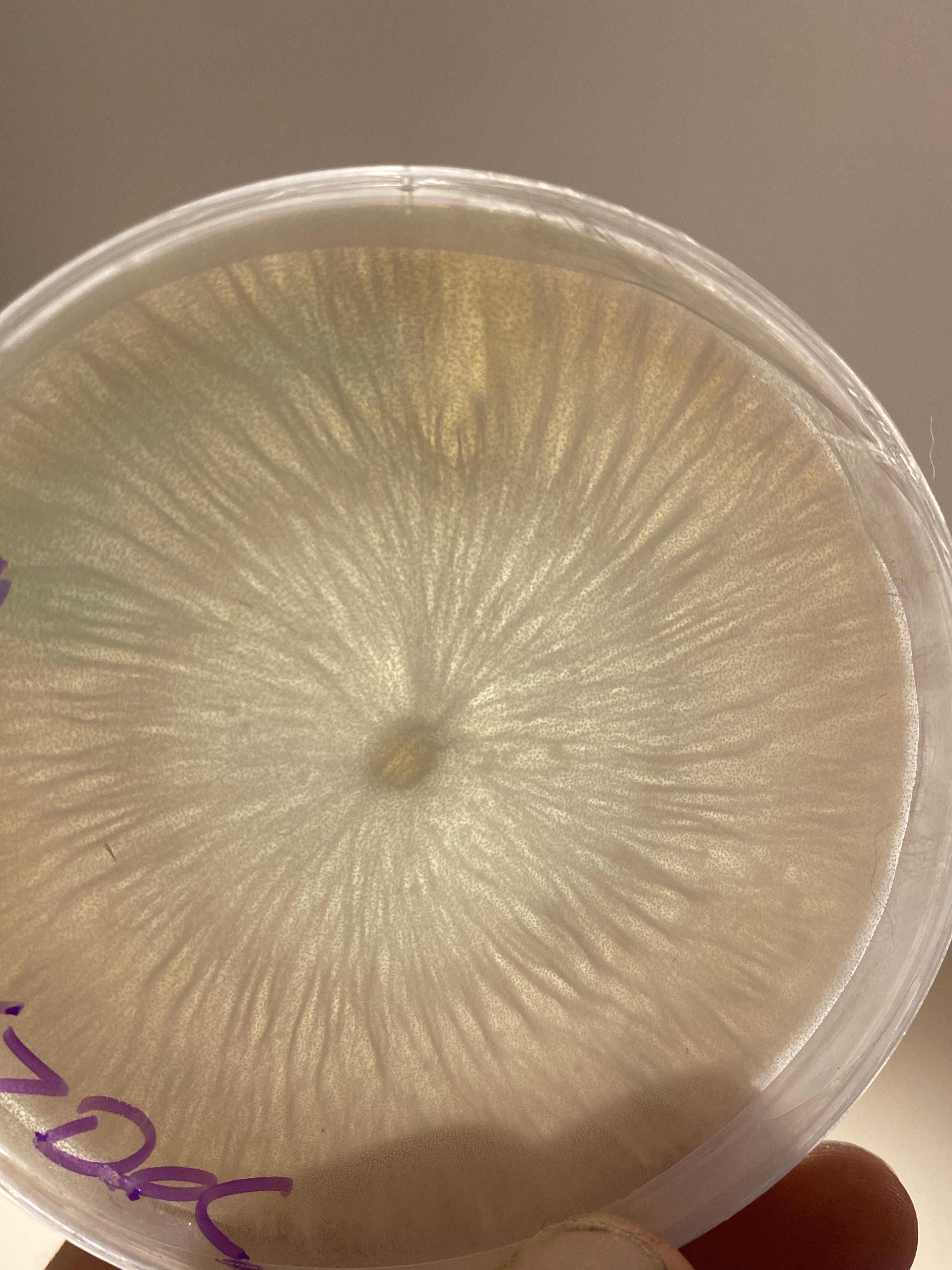 Gift from a friend. Look how healthy!!! | Scrolller