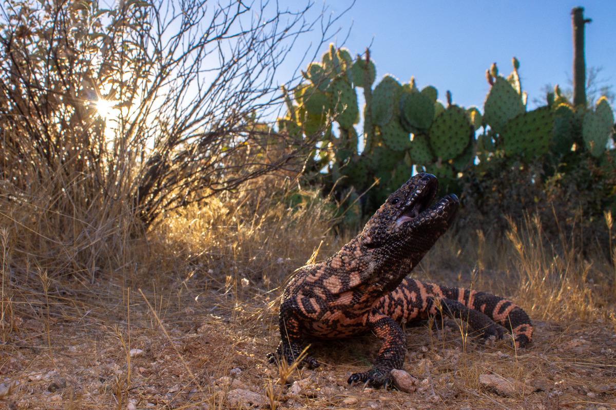 Gila from yesterday | Scrolller