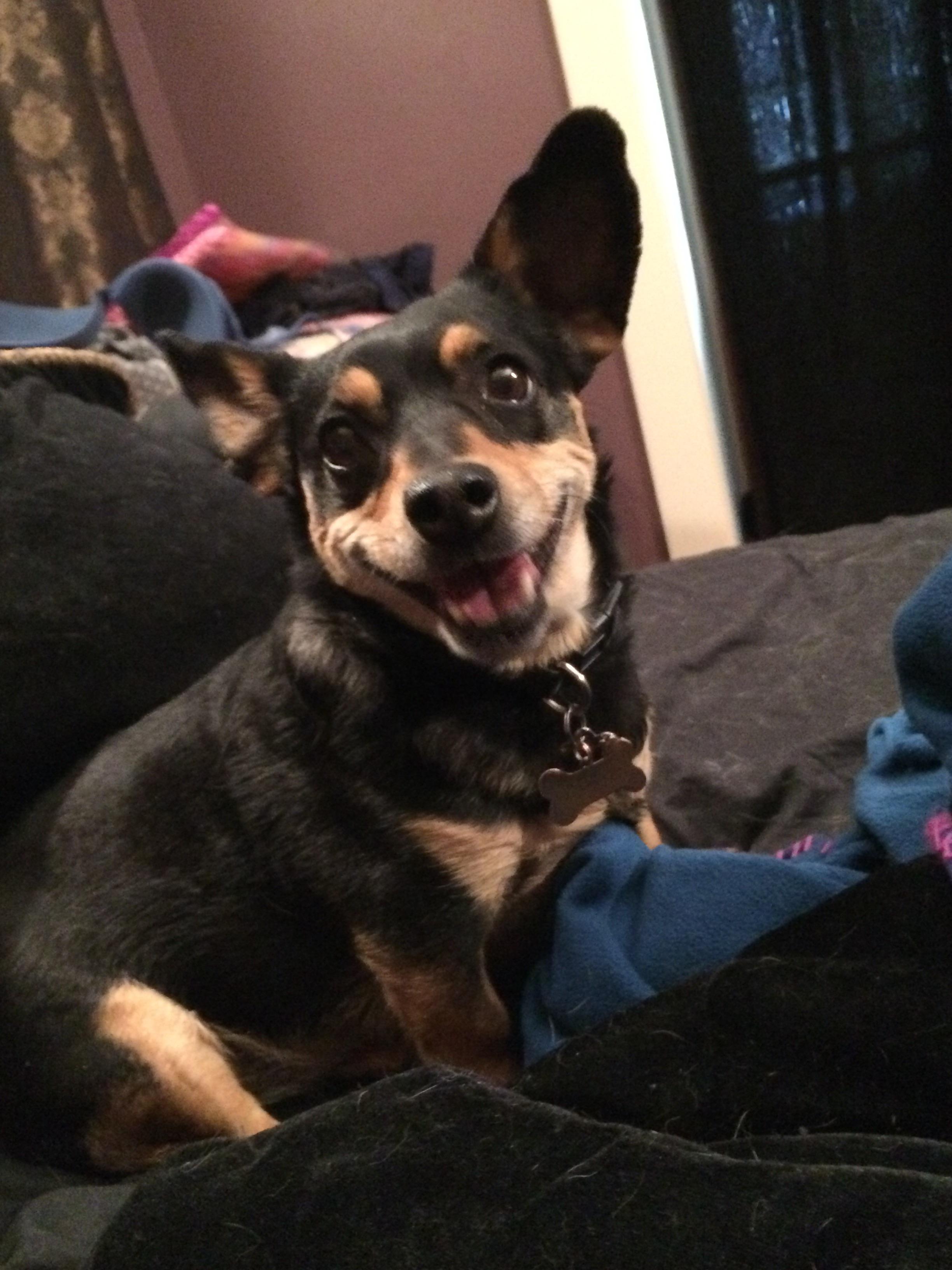 Ginger is a happy puppy | Scrolller