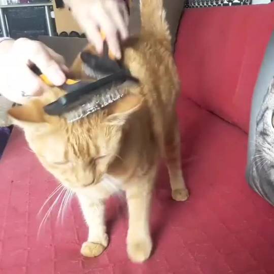 Ginger kitty loves the brushy brushy | Scrolller