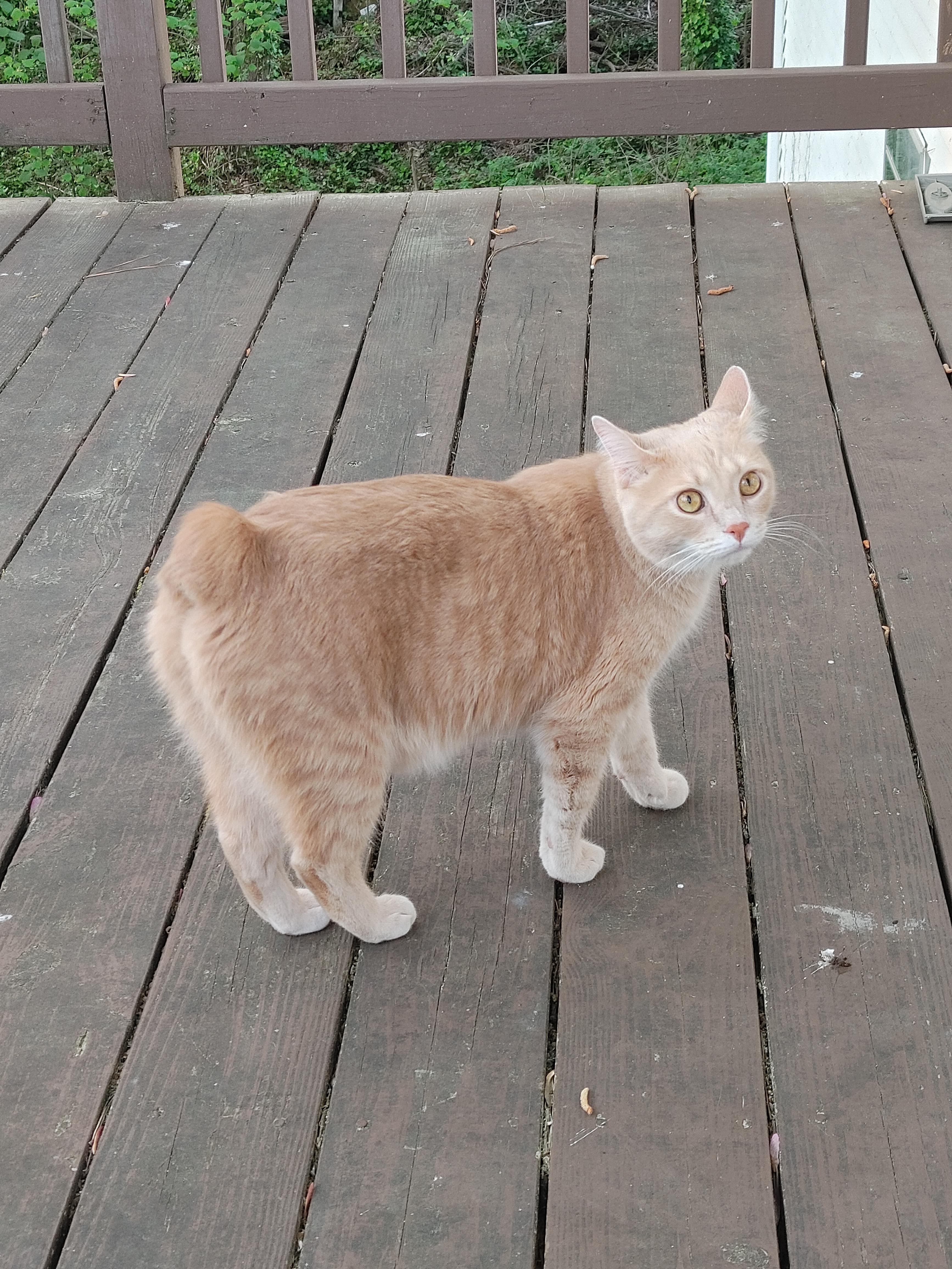 Ginger manx Aziz taking a balcony stroll | Scrolller