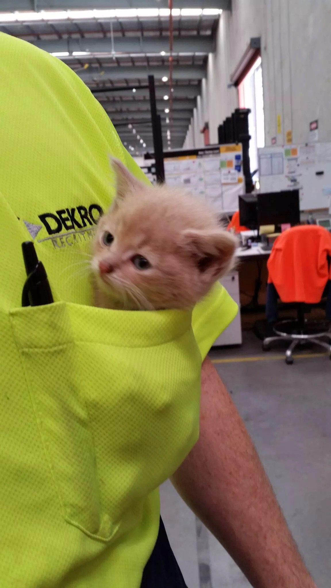 Discover More Like Pocketpussy Ginger Pussy And Related Content Scrolller