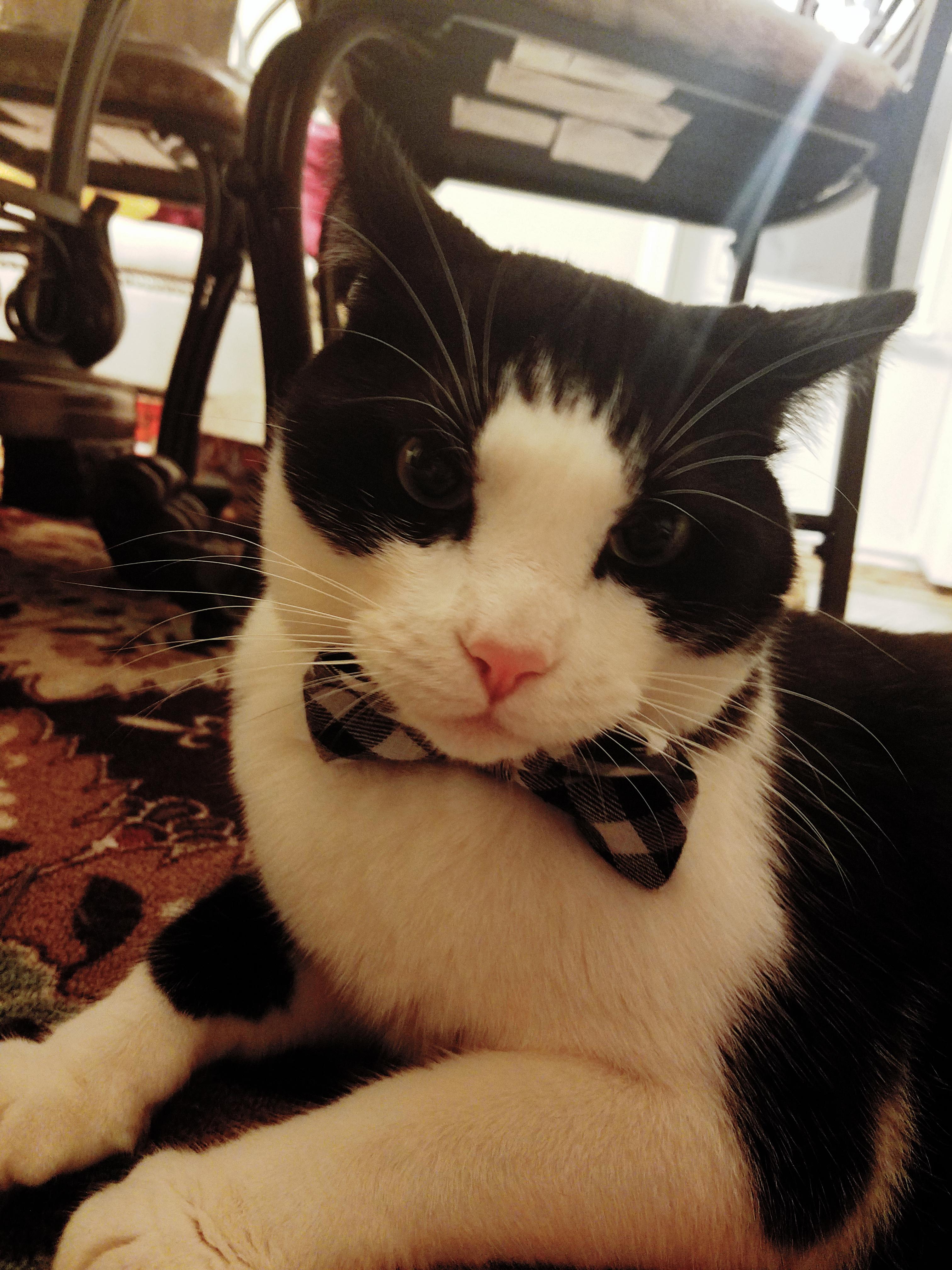 Gingham chic | Scrolller