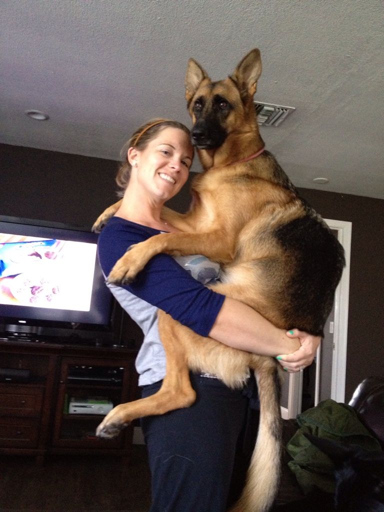 Girl cuddling a german sheppard | Scrolller