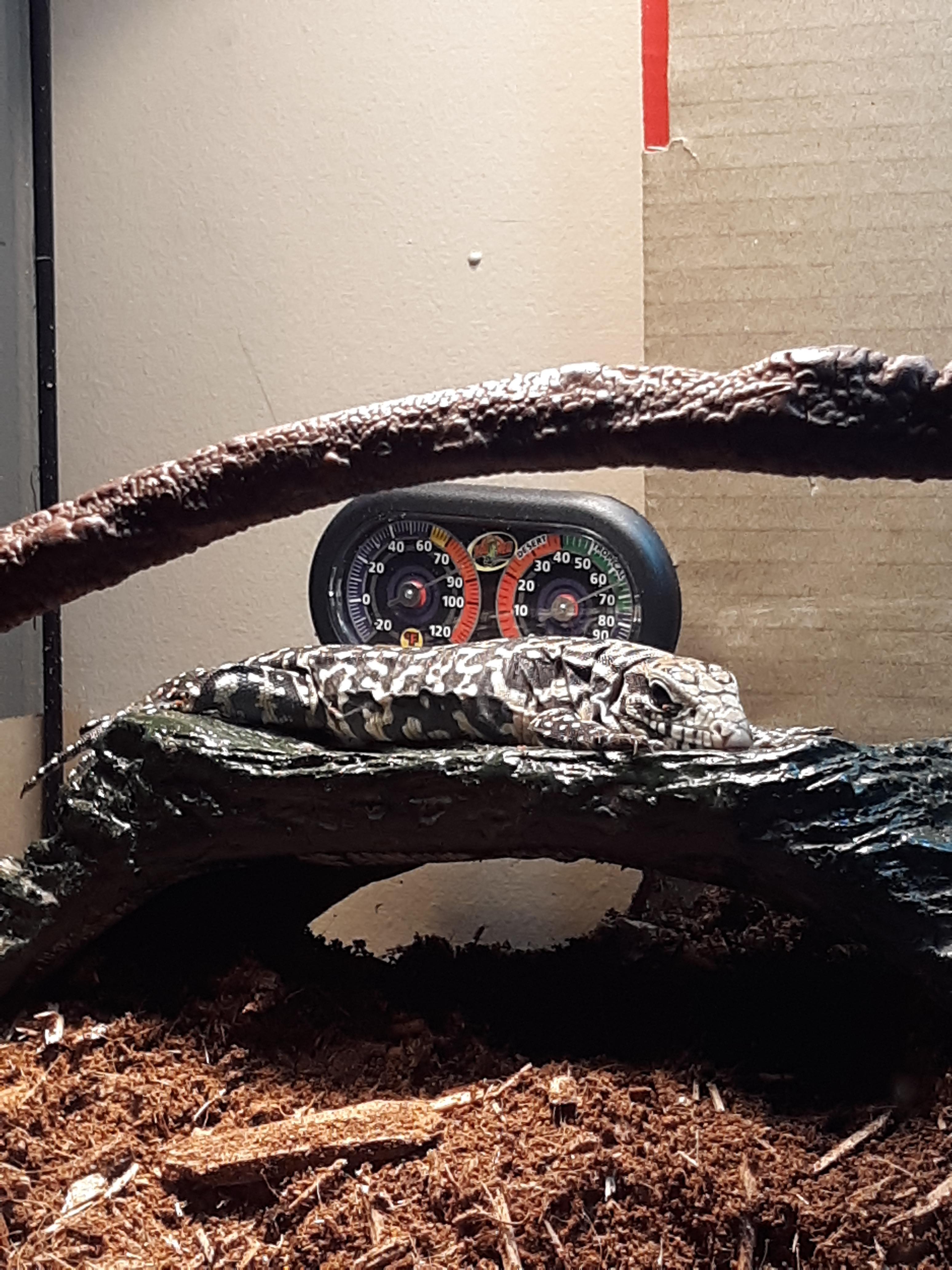 Girros the Argentine b/w tegu basking | Scrolller