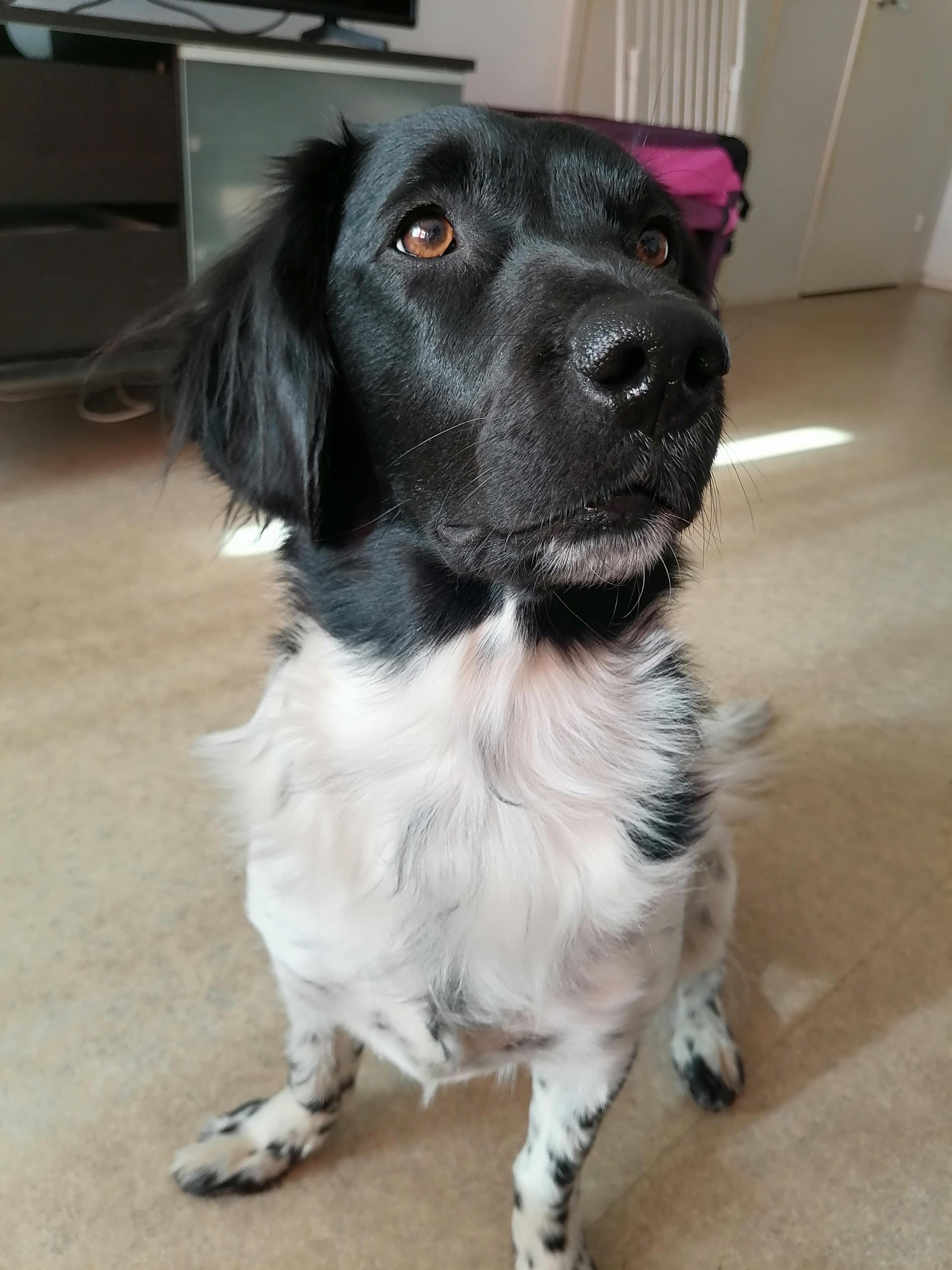 Give me some attention hooman | Scrolller